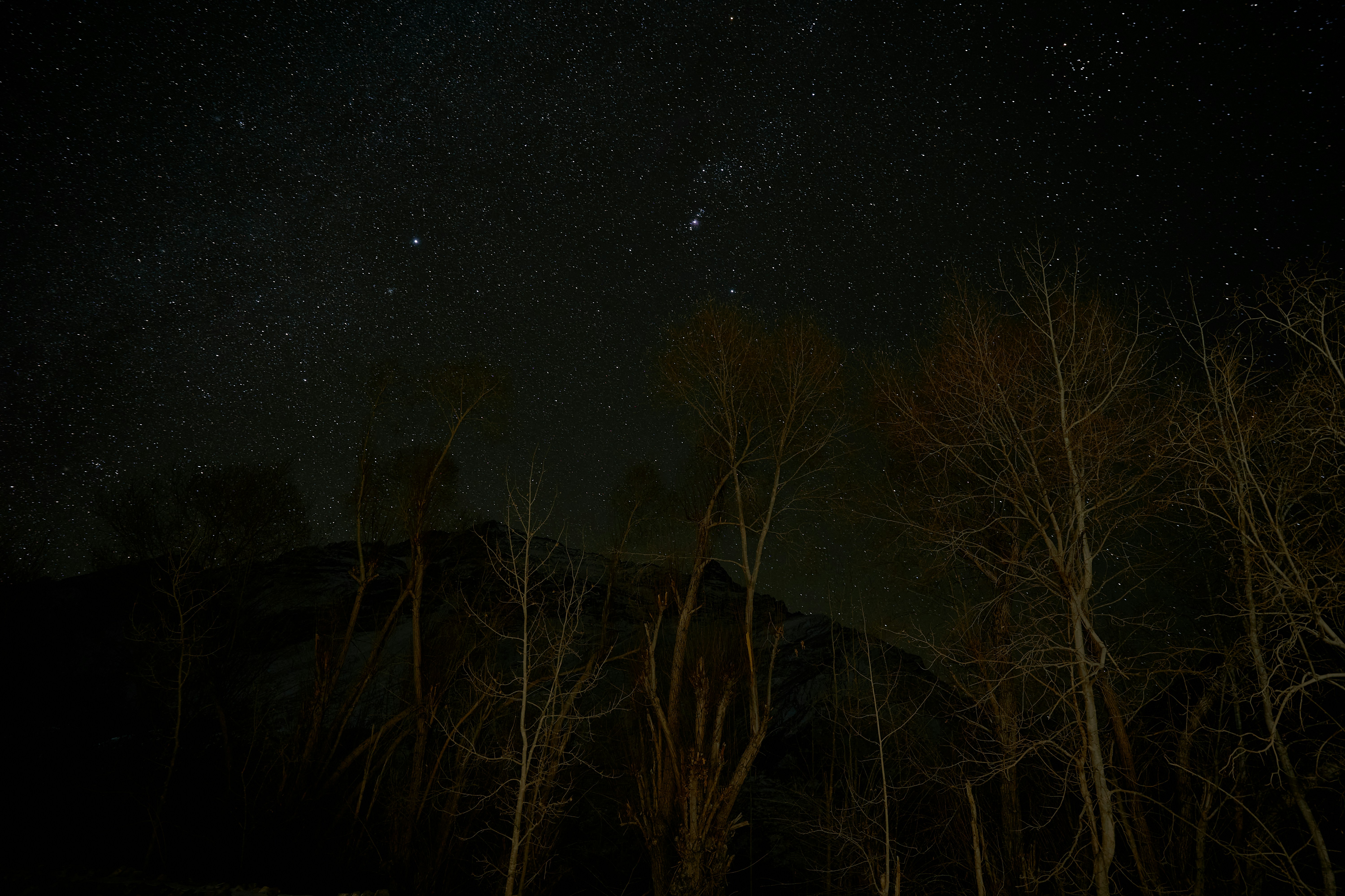Starlit Pines Over Dark Horizon
