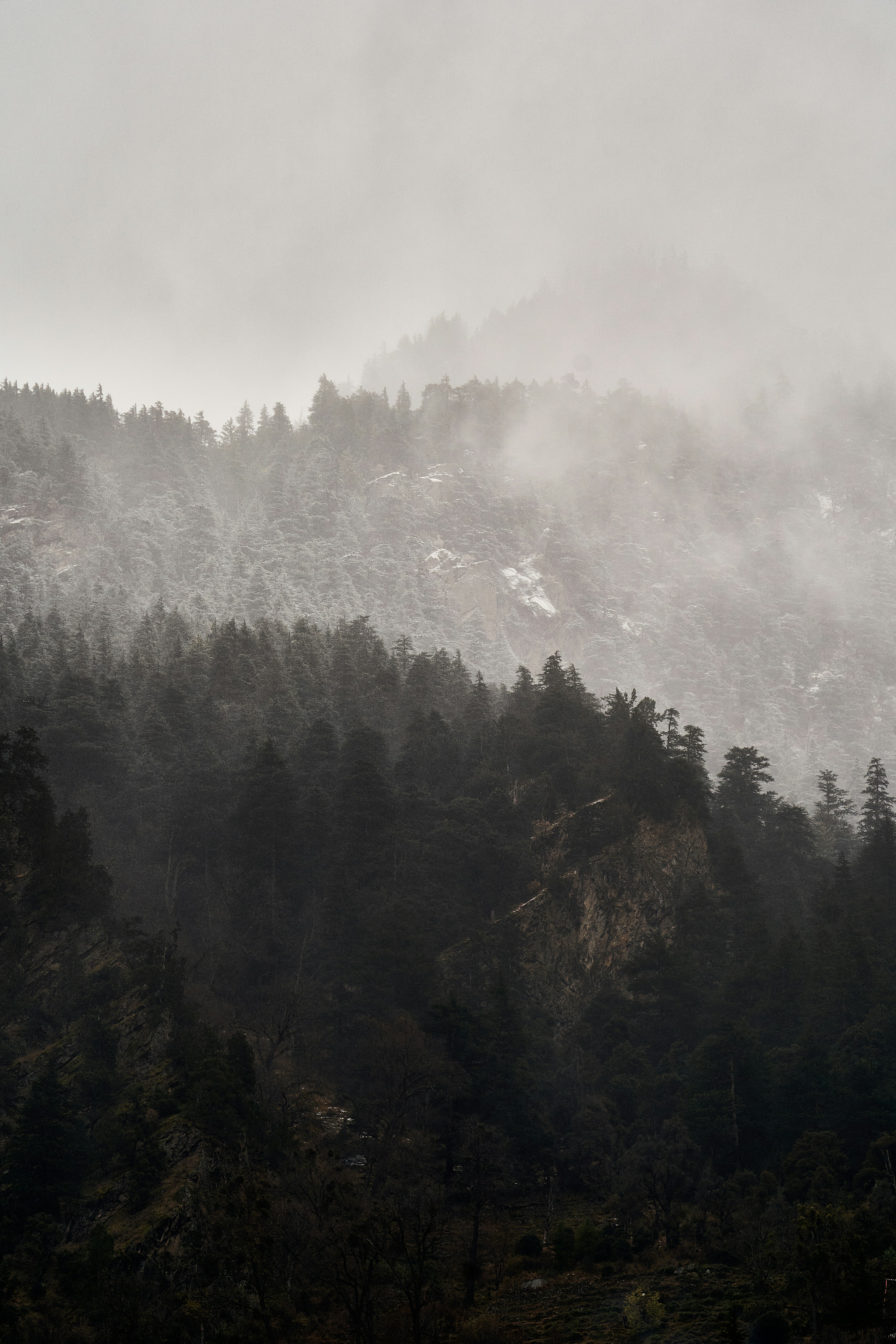 Misted Ridge: Conifer silhouettes Emerging Through Alpine Fog