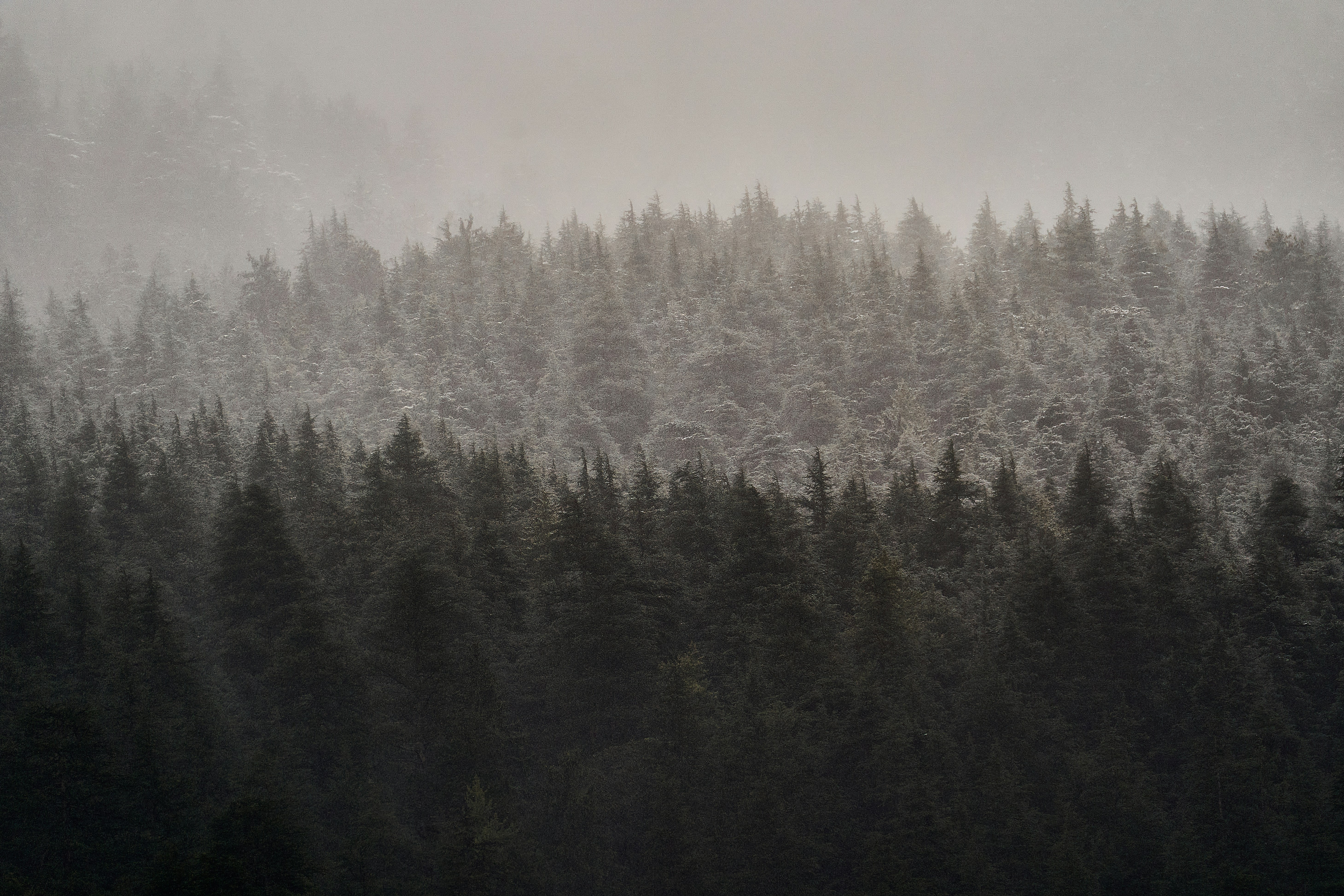 Mist-laced Forest Crest at Dusk