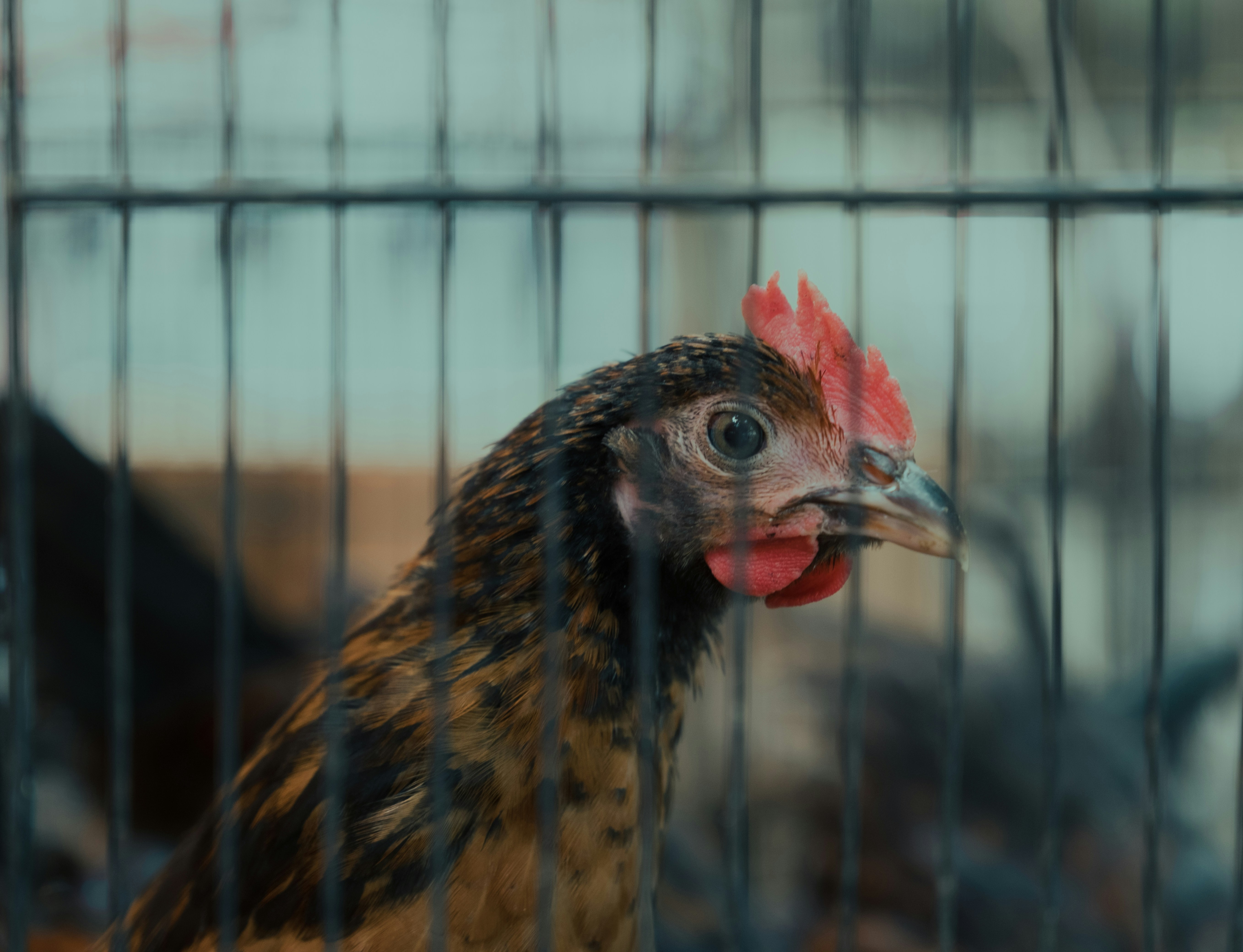 Chicken in a Cage: Quiet Intensity Behind the Bars