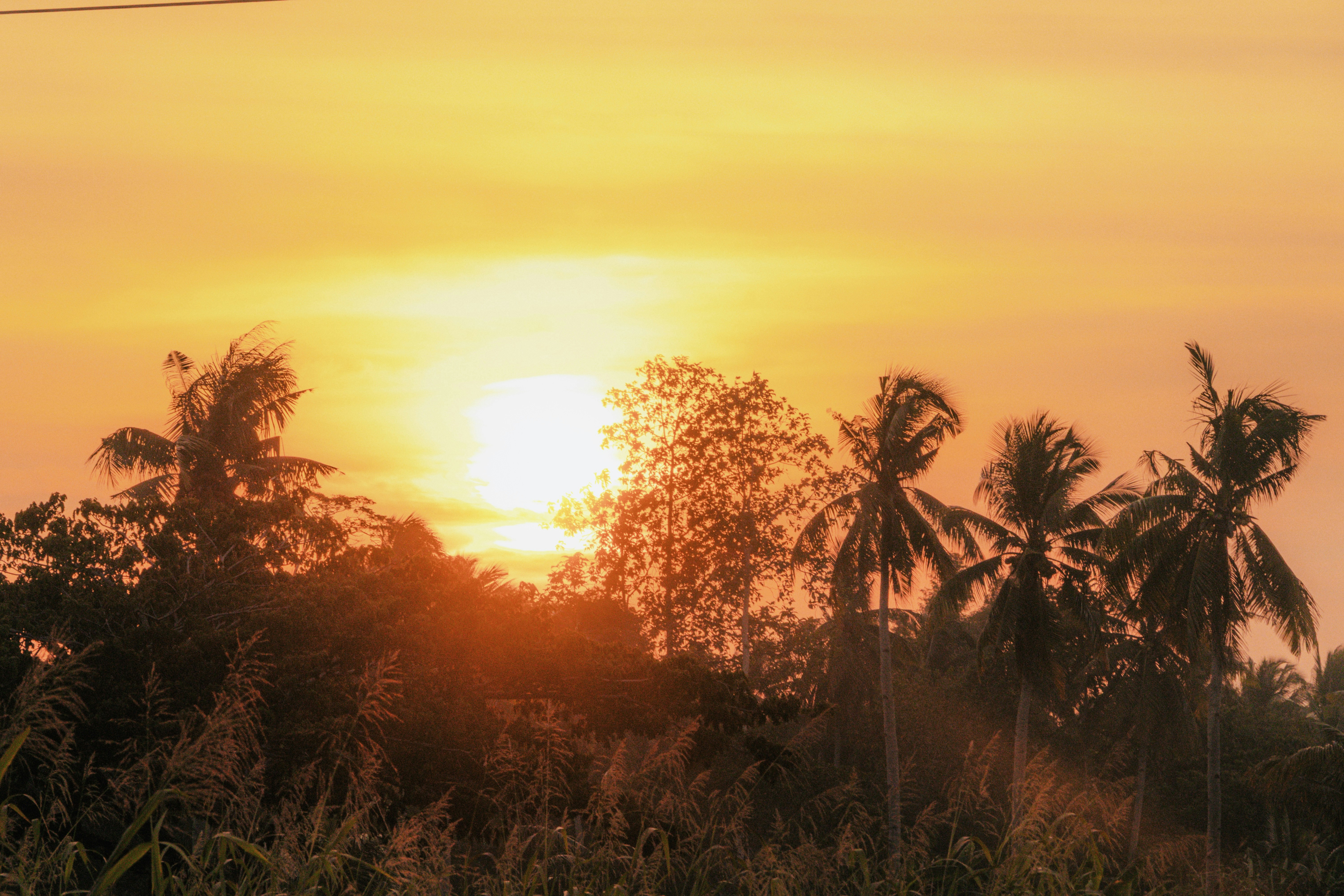 Sunset glow washes a tropical landscape with silhouetted palm trees and tall grasses, layering warm hues across the horizon.
