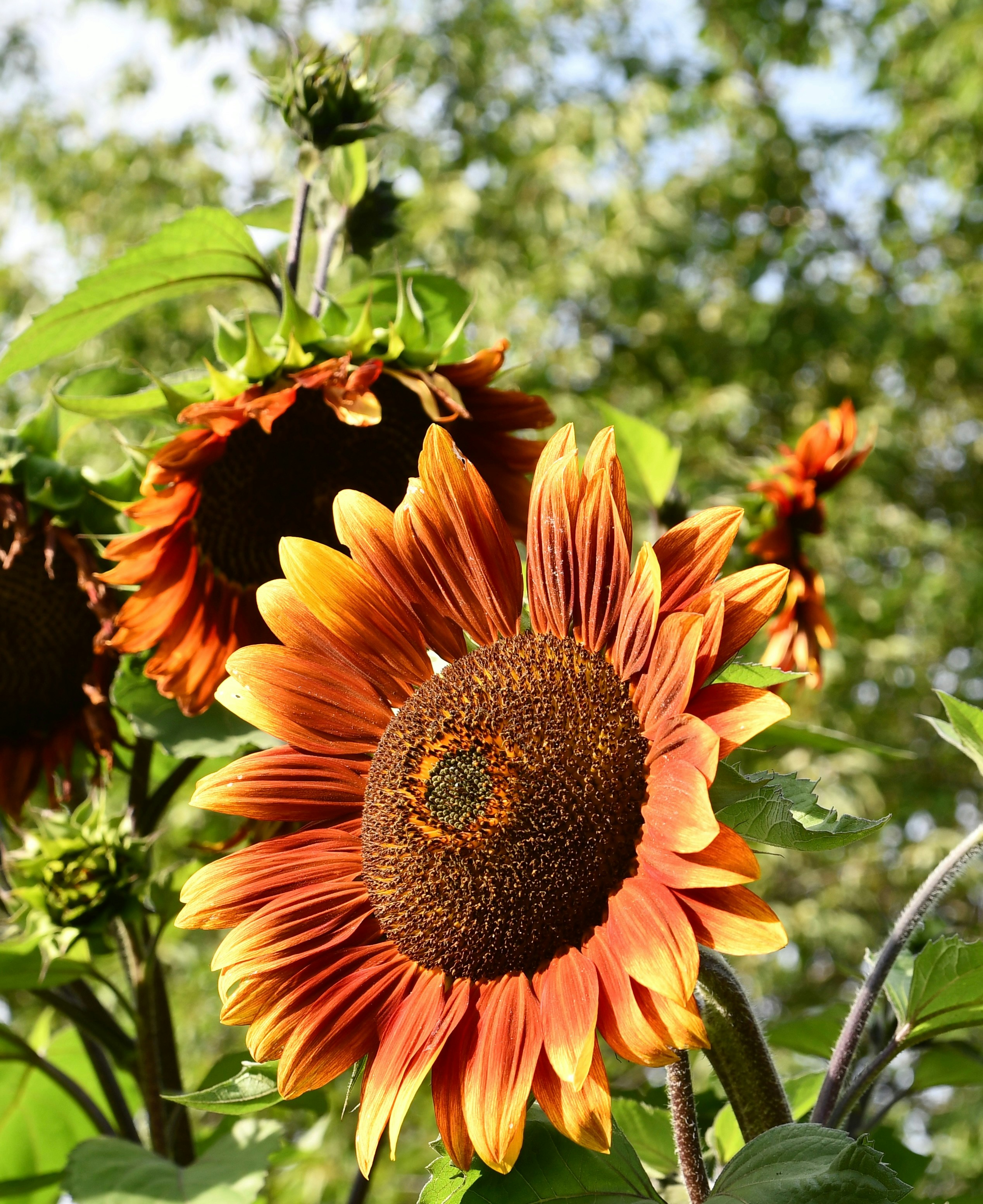 Sunlit Sunflower Heart: A Bold Bloom in Warm Orange Radiance