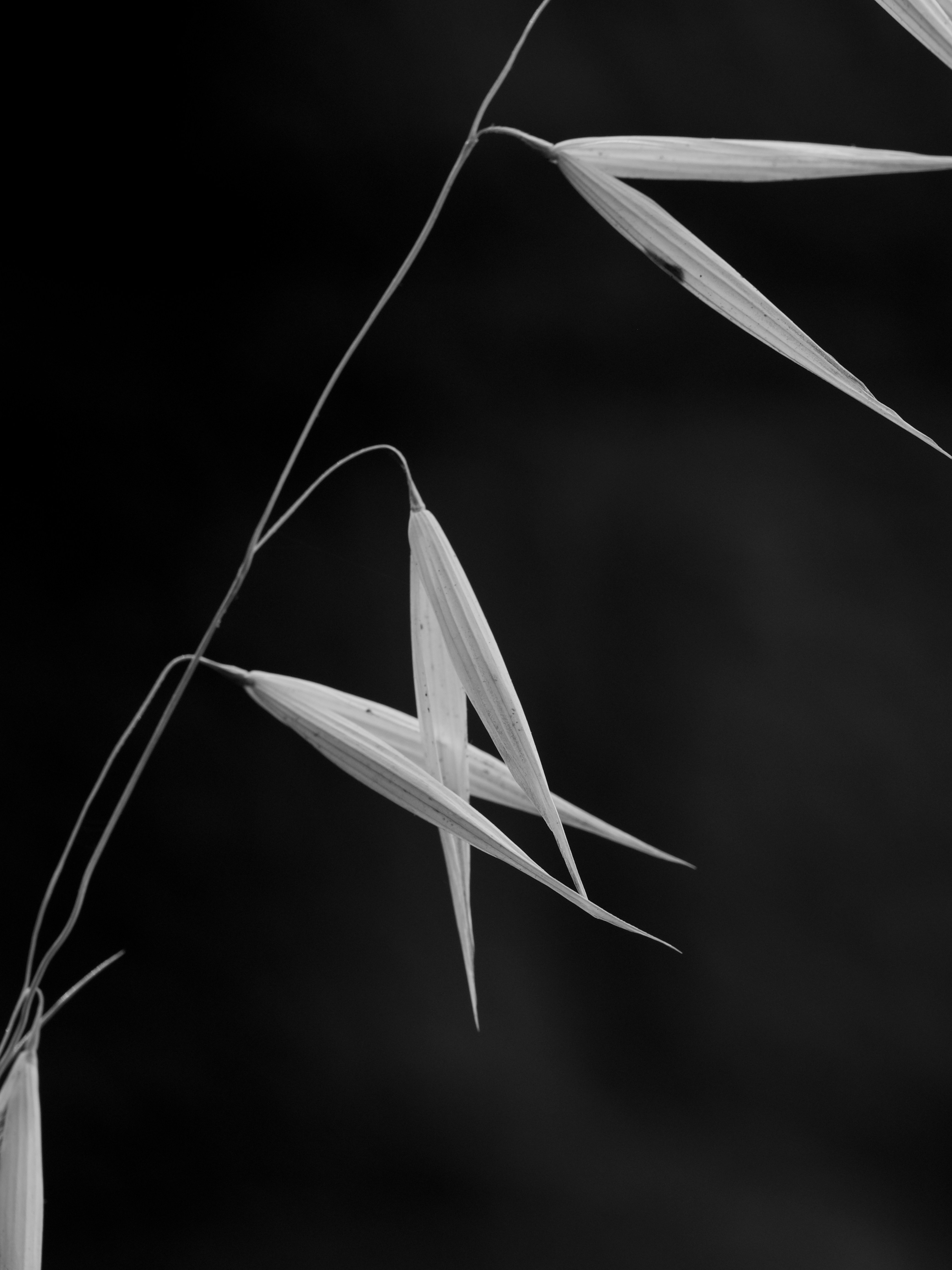 Monochrome Bract: Delicate Grass Shafts Piercing a Velvet Void