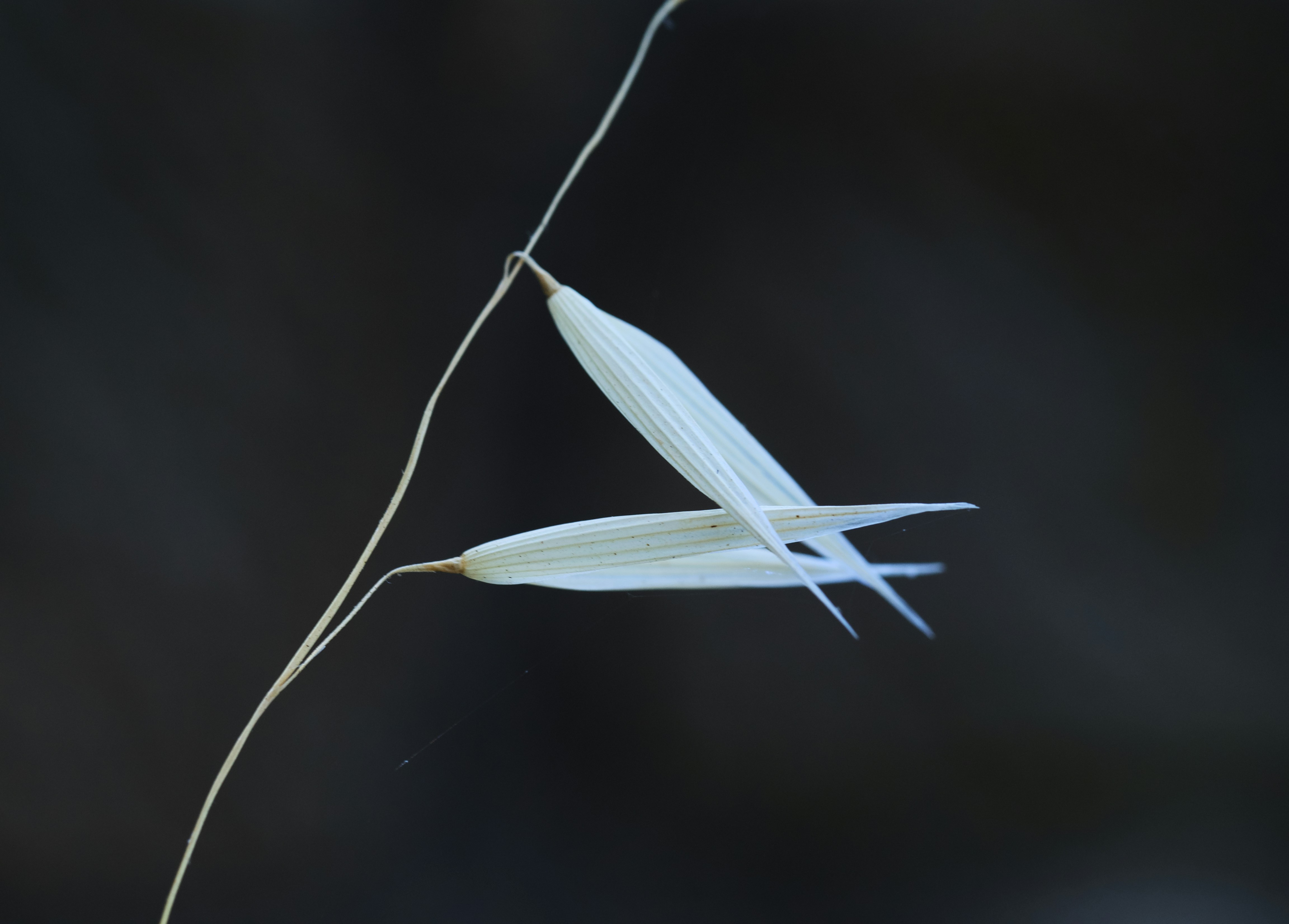 Delicate White Seed Head Against a Velvet Black