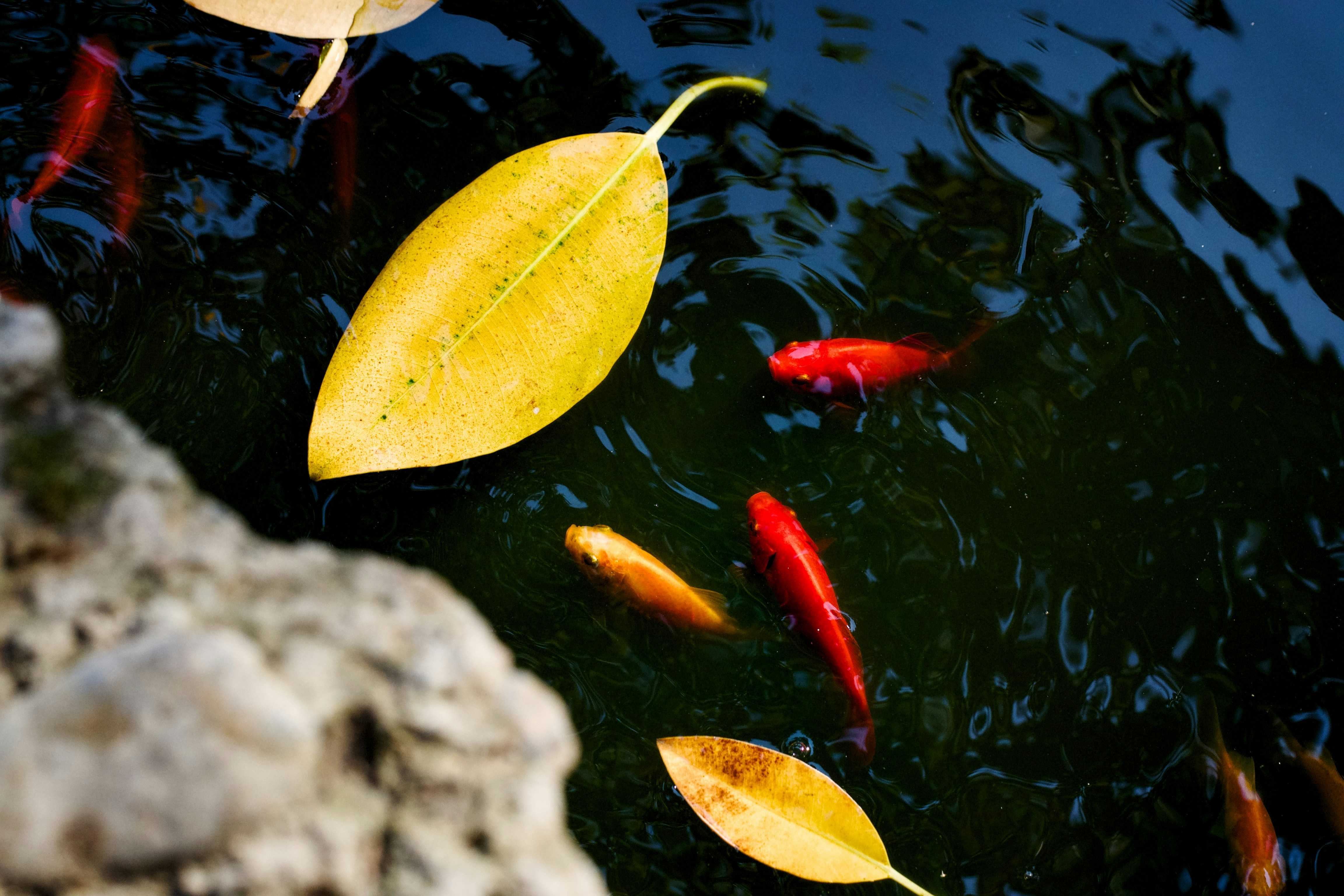 Koi Shadows: Golden Leaves Float in a Dark Pond