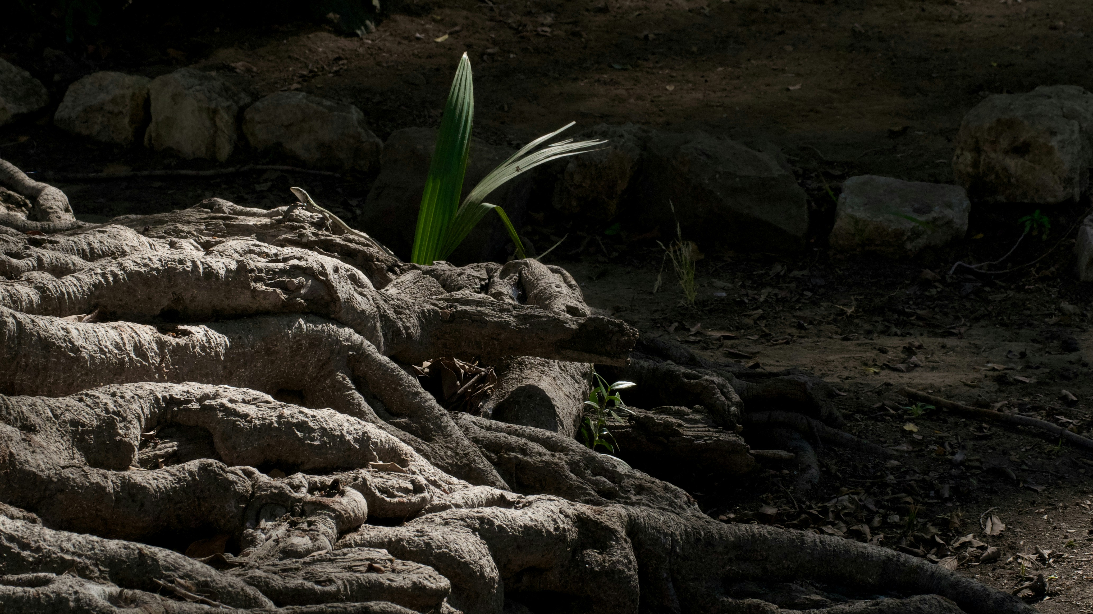 Roots and Resilience: A Quiet Edge of Light