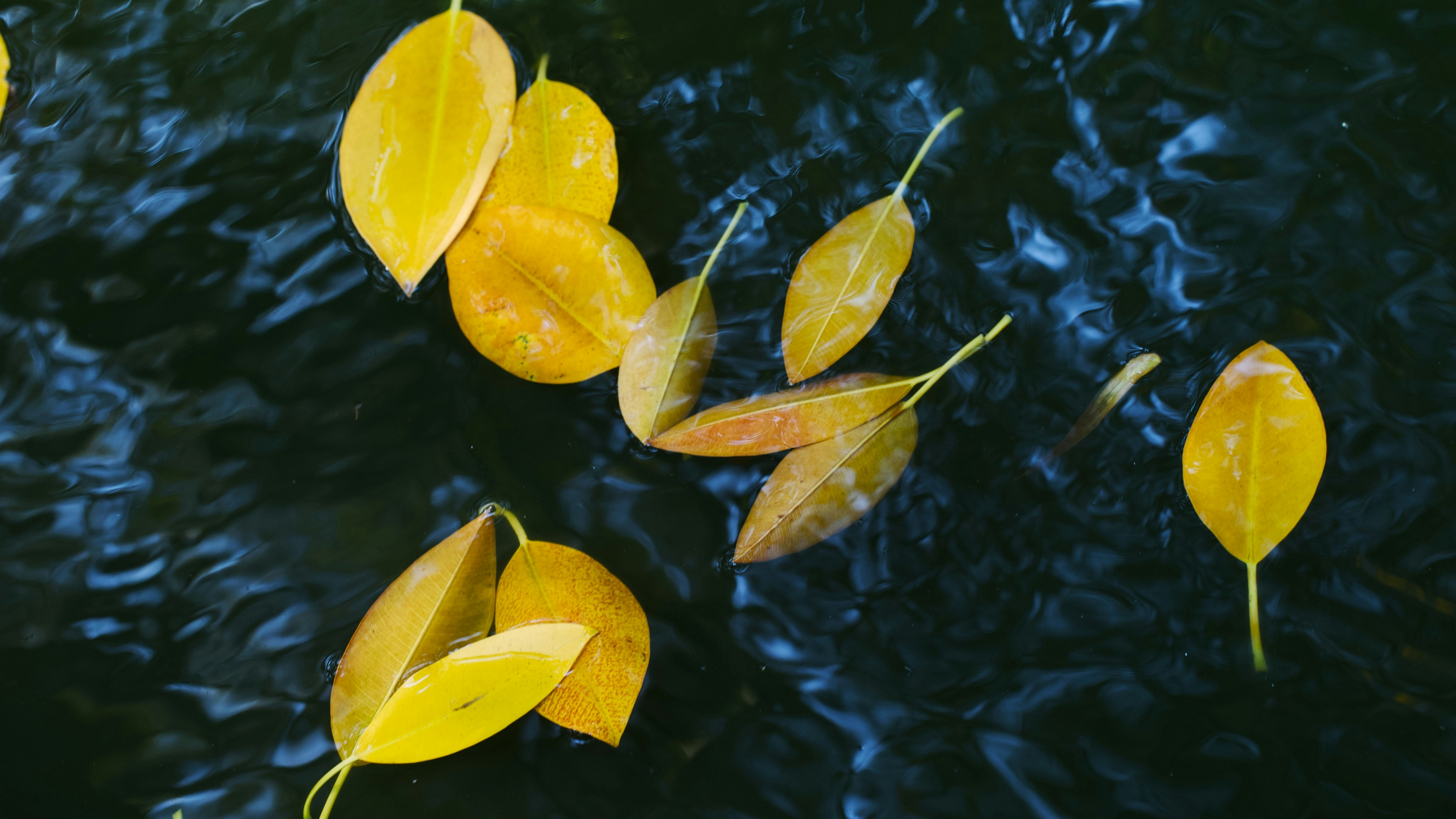 Bright yellow leaves drift on dark water, creating a stark contrast and a minimal composition. The image emphasizes color, texture, and movement of the leaves in a tranquil blue-black liquid backdrop.
