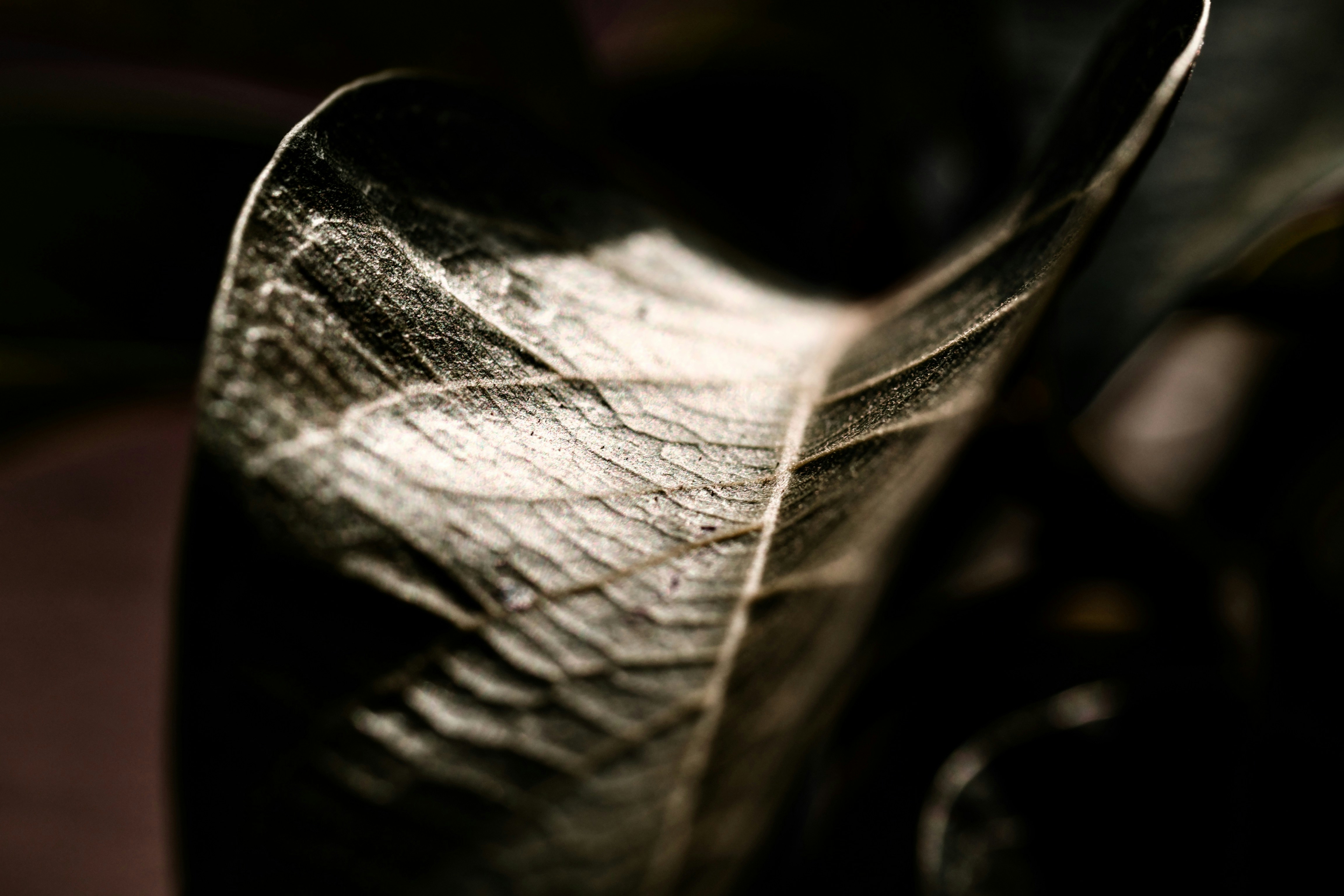 Vein-etched Petal in Low Light