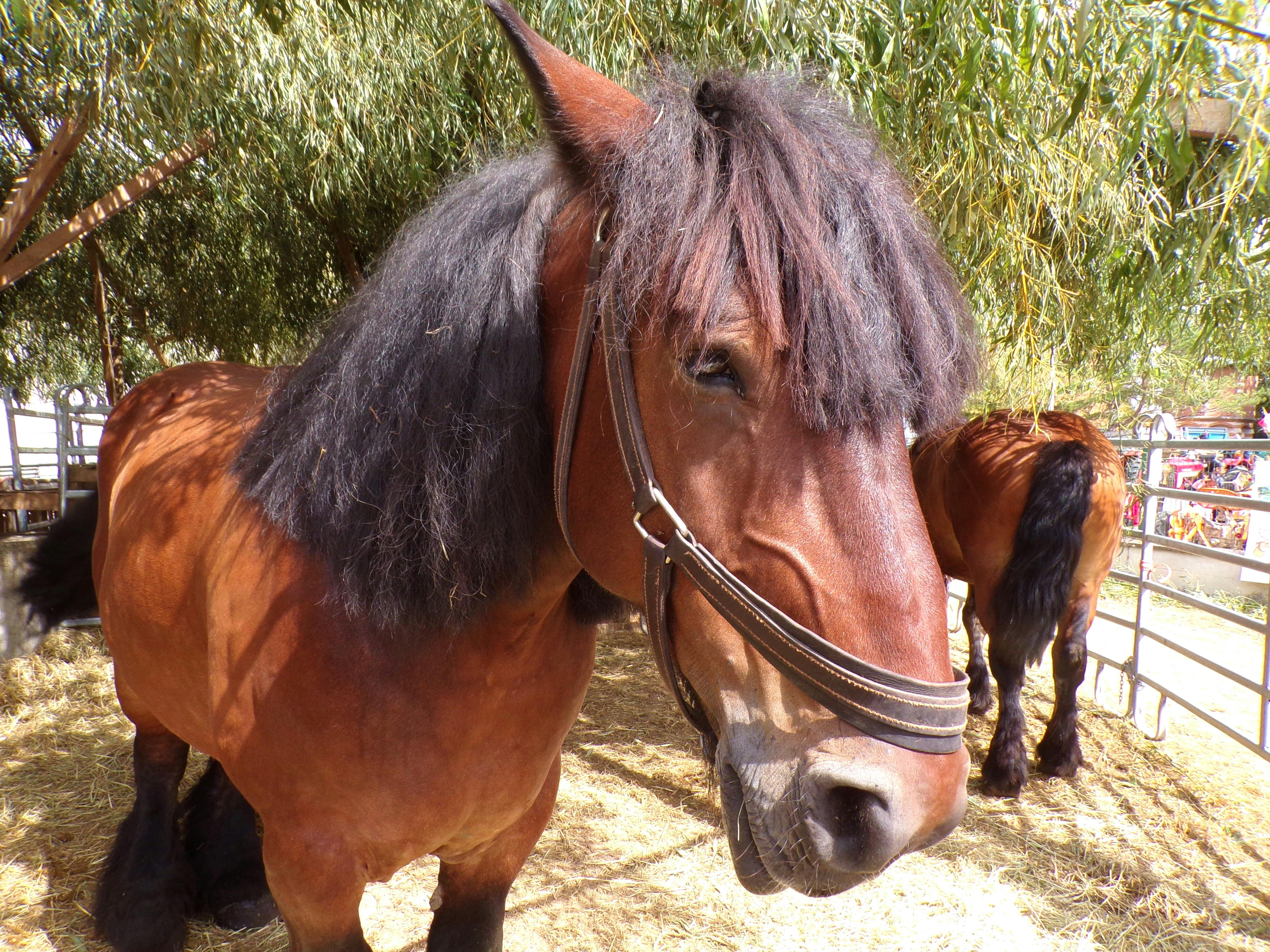 A chestnut horse with a thick, dark mane stands in a sunlit paddock under leafy shade, bridle and reins resting on its nose. The image centers on the horse's face and eyes, with another horse in the background in the fenced area.