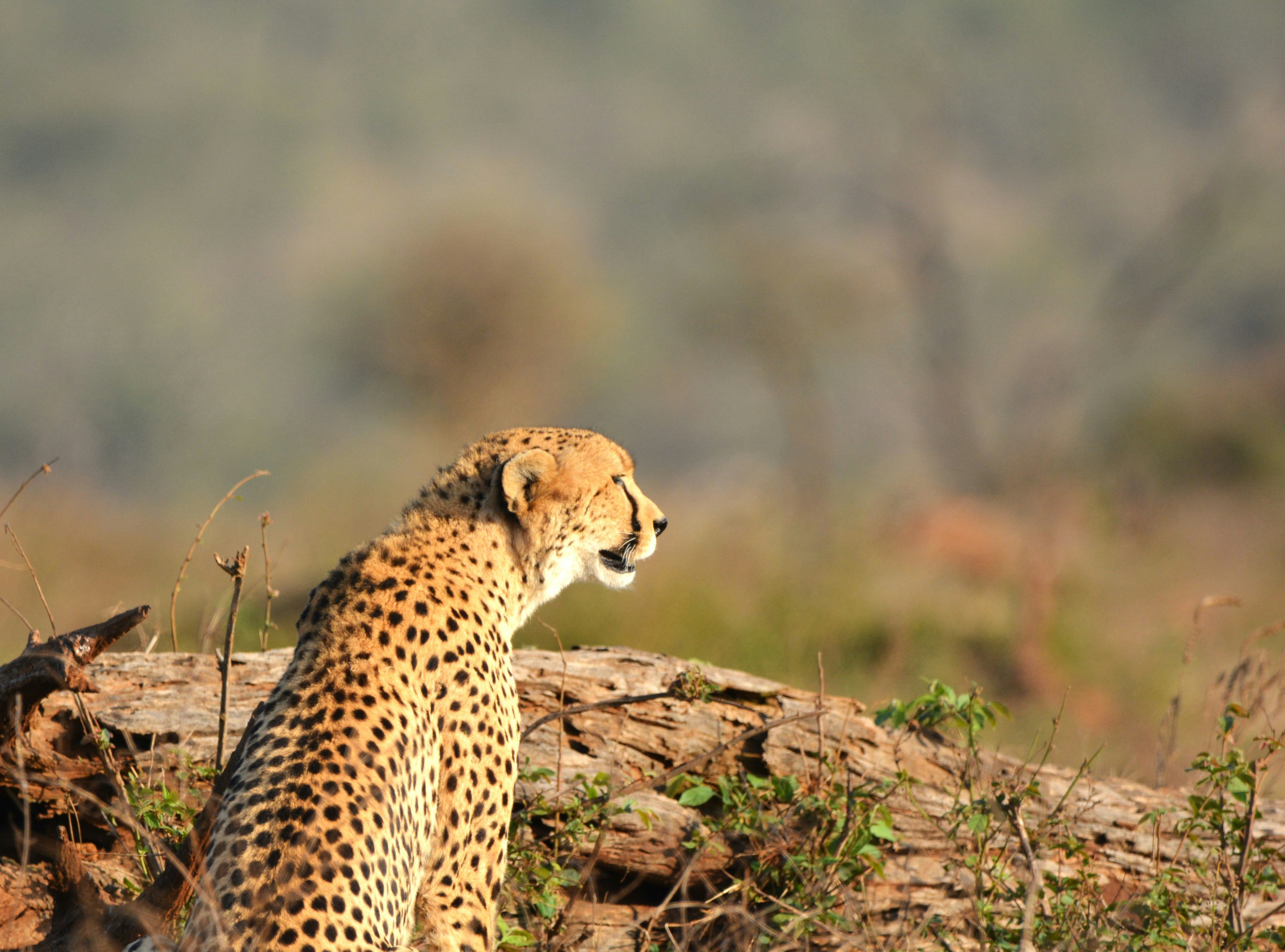 Cheetah on the Prowl: Golden Grassland Silhouette
