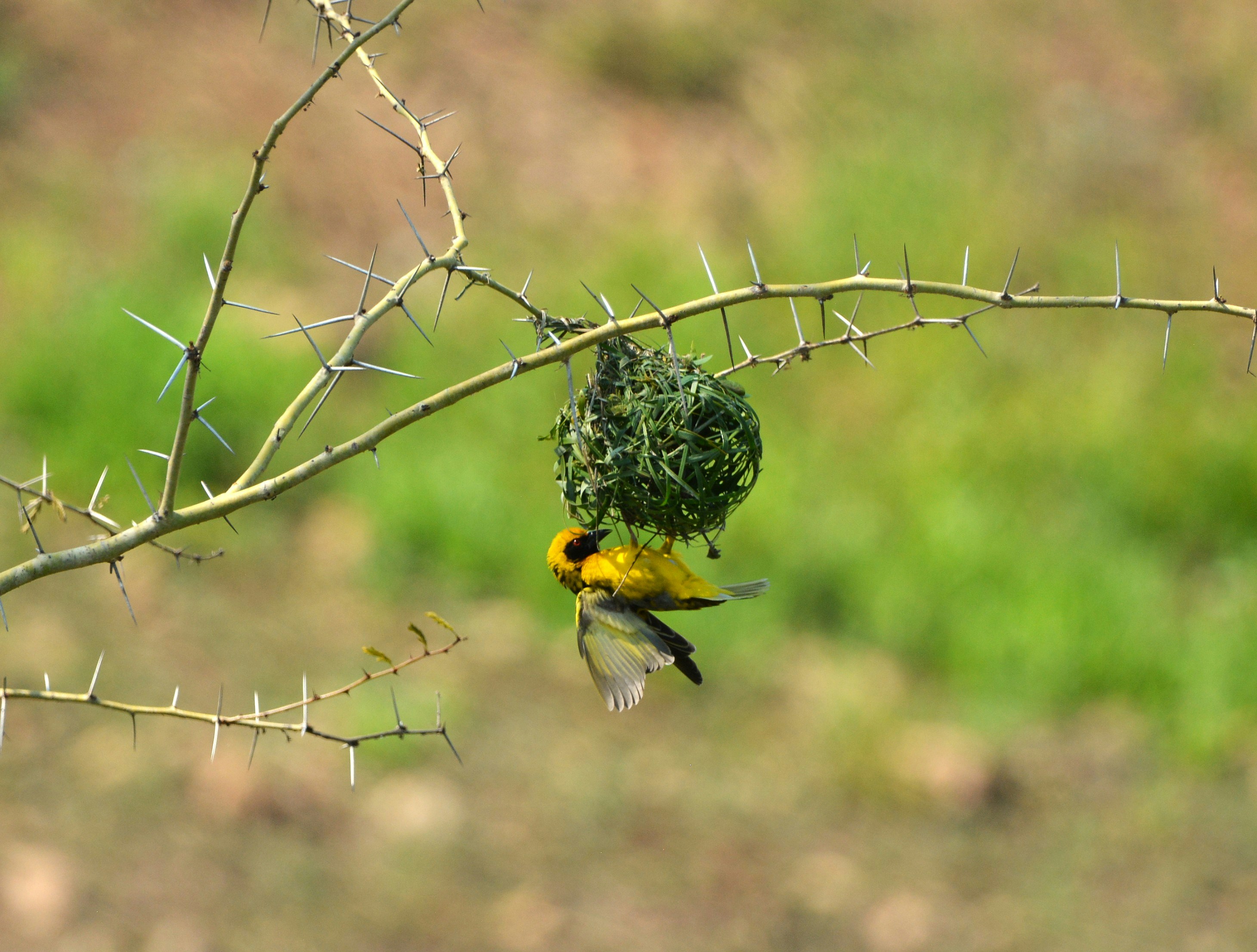 Nestling in a Spined Whisper: A Yellow Bird in Mid-Feathered Feast