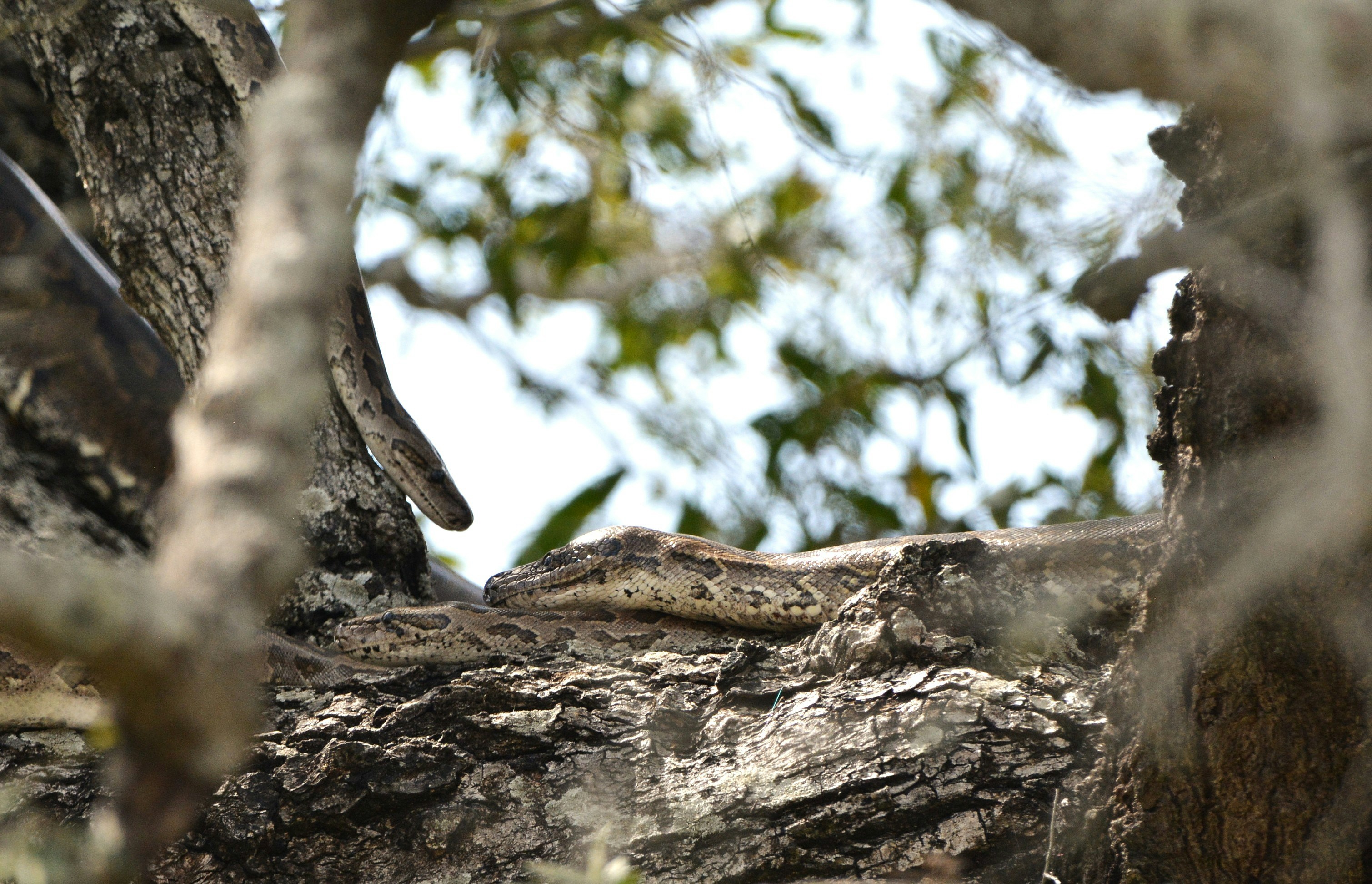 Cresting Branches: A Narrow Lizard’s Bridge Across Bark