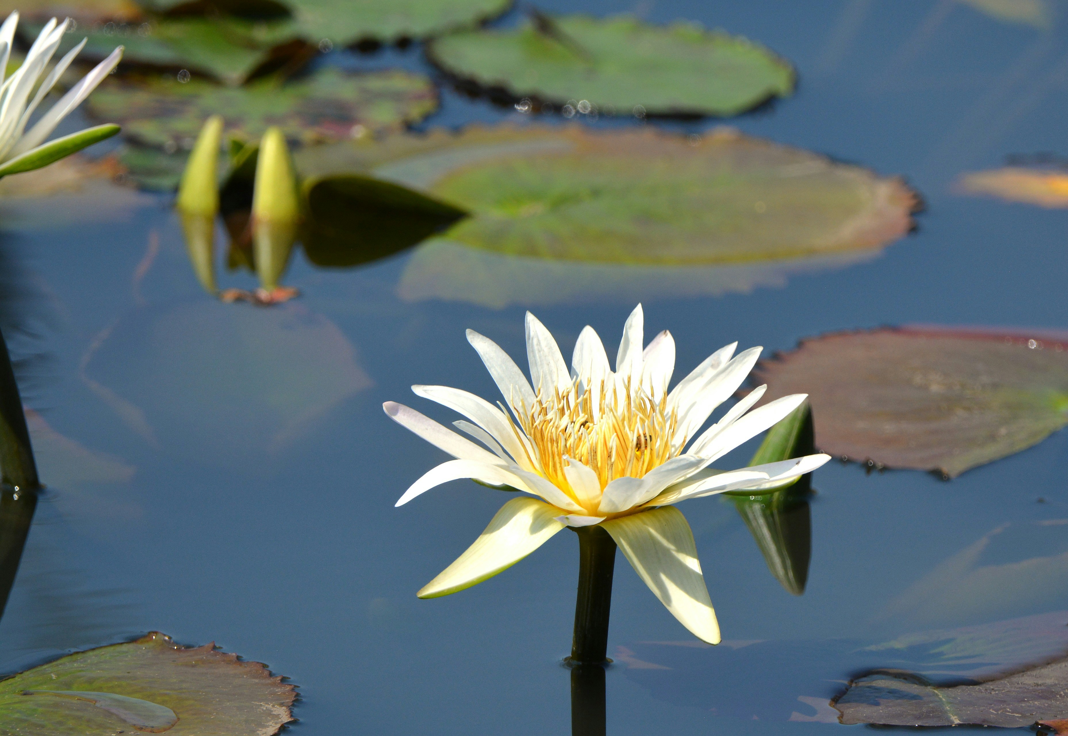 Portrait Lily: Central Bloom Rise Above a Quiet Pond