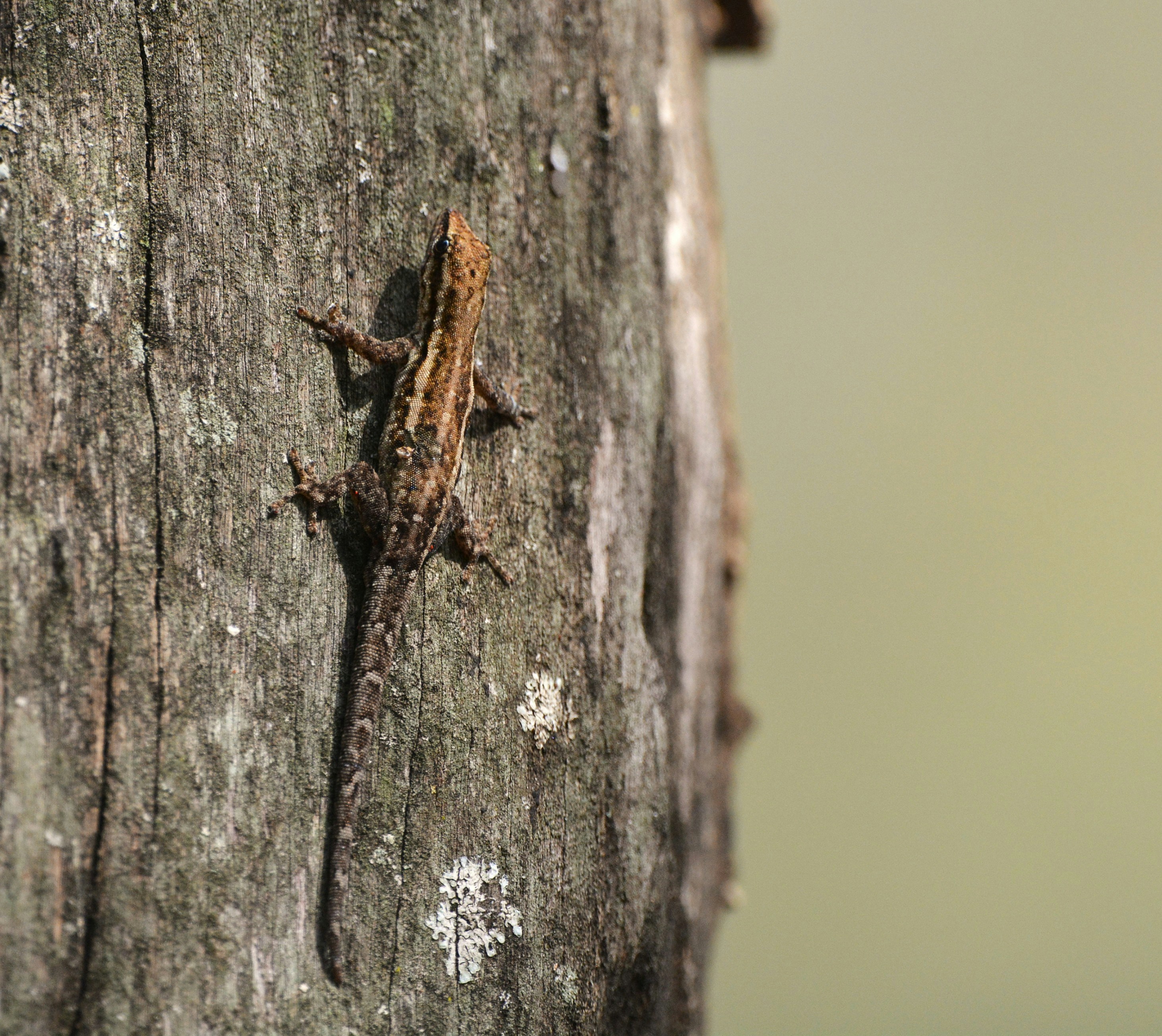 Tiny Tree-Trawler: A Camouflaged Lizard Clinging to Bark