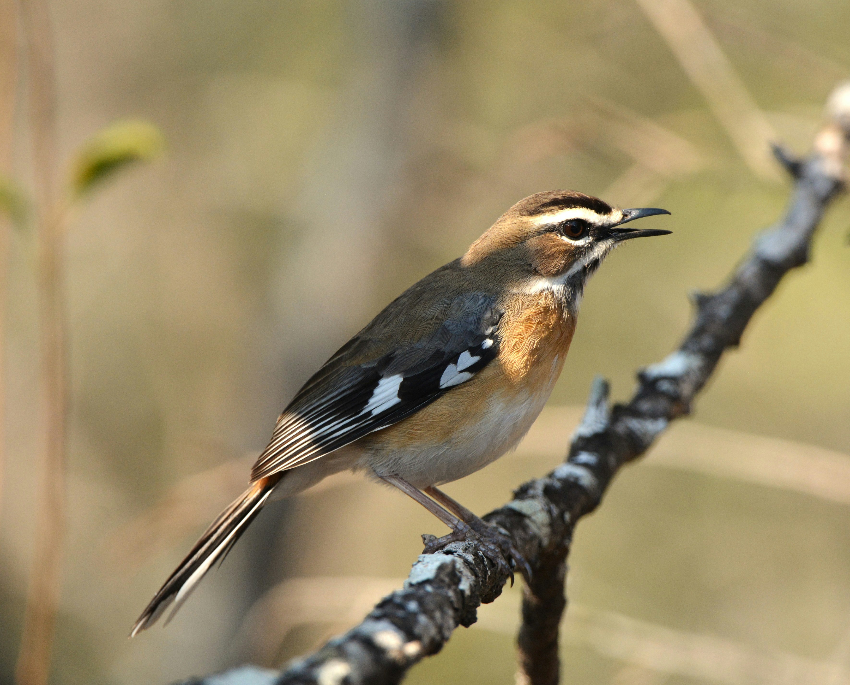 Small bird with warm brown and amber tones sits on a textured branch in a sunlit natural setting. A close, uncluttered composition highlights the bird’s markings and posture.