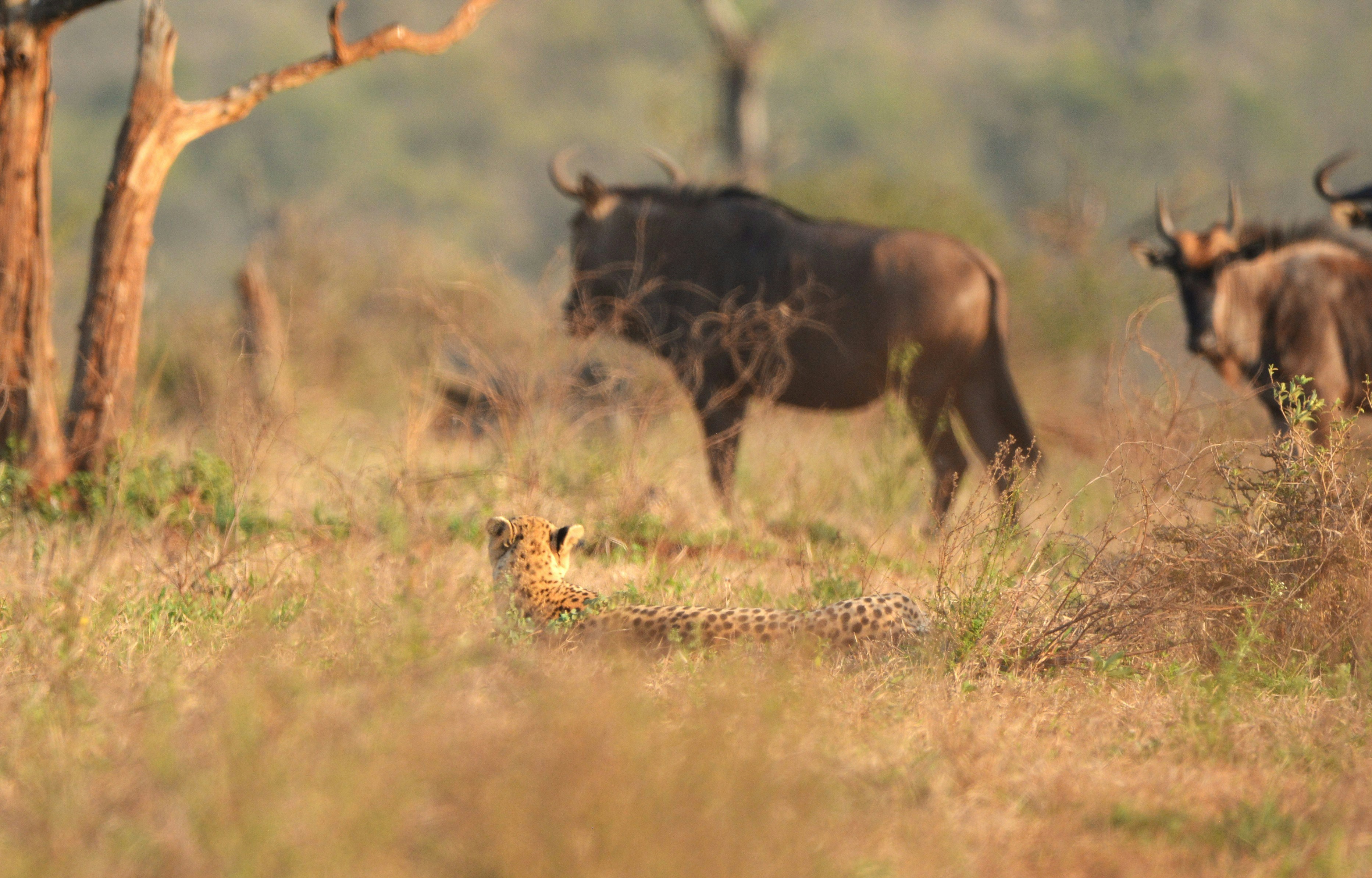 Hidden Watchers: Leopard Cub and Herd in Savanna Glow