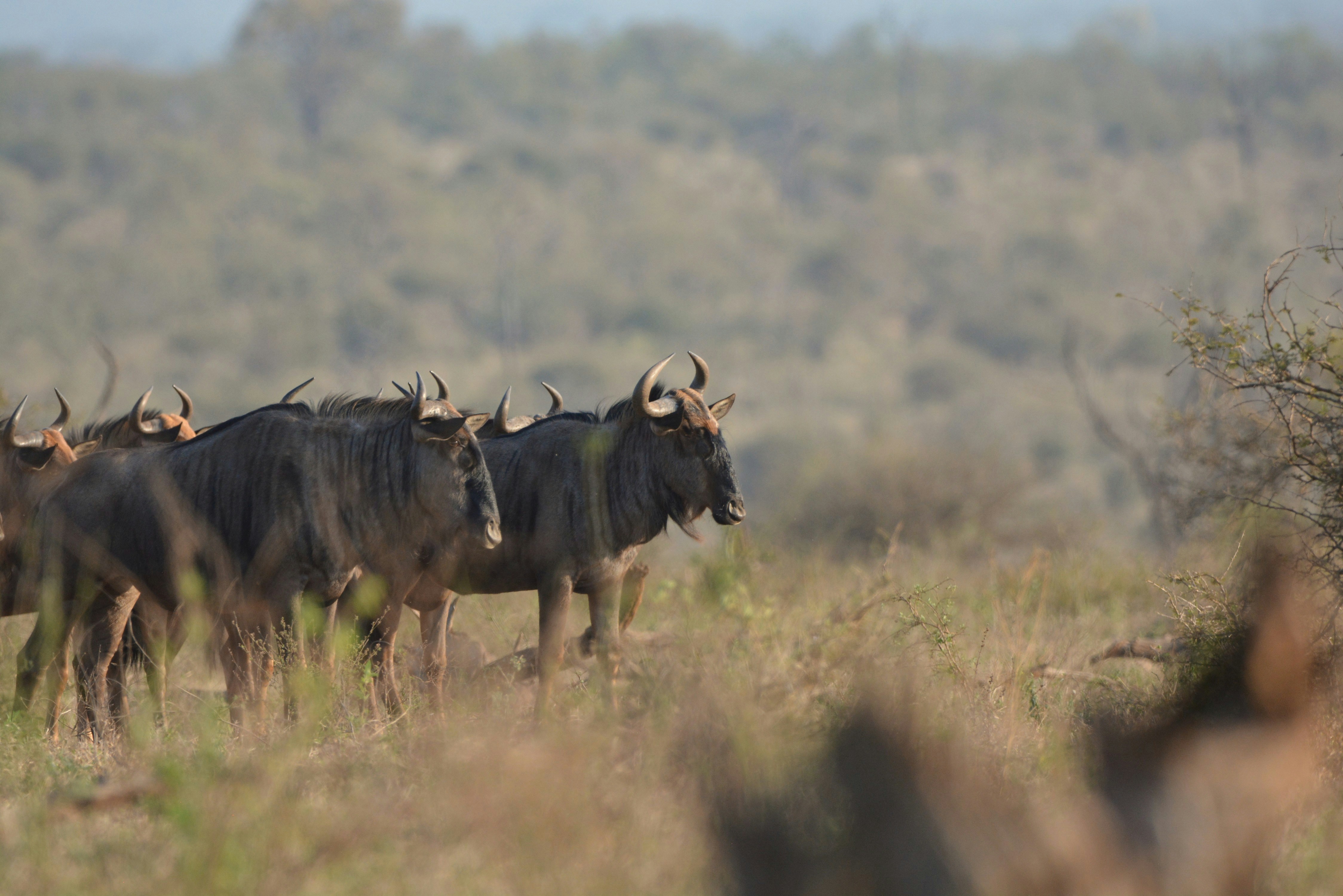 Herd of Black Wildebeest on a sunlit savanna
