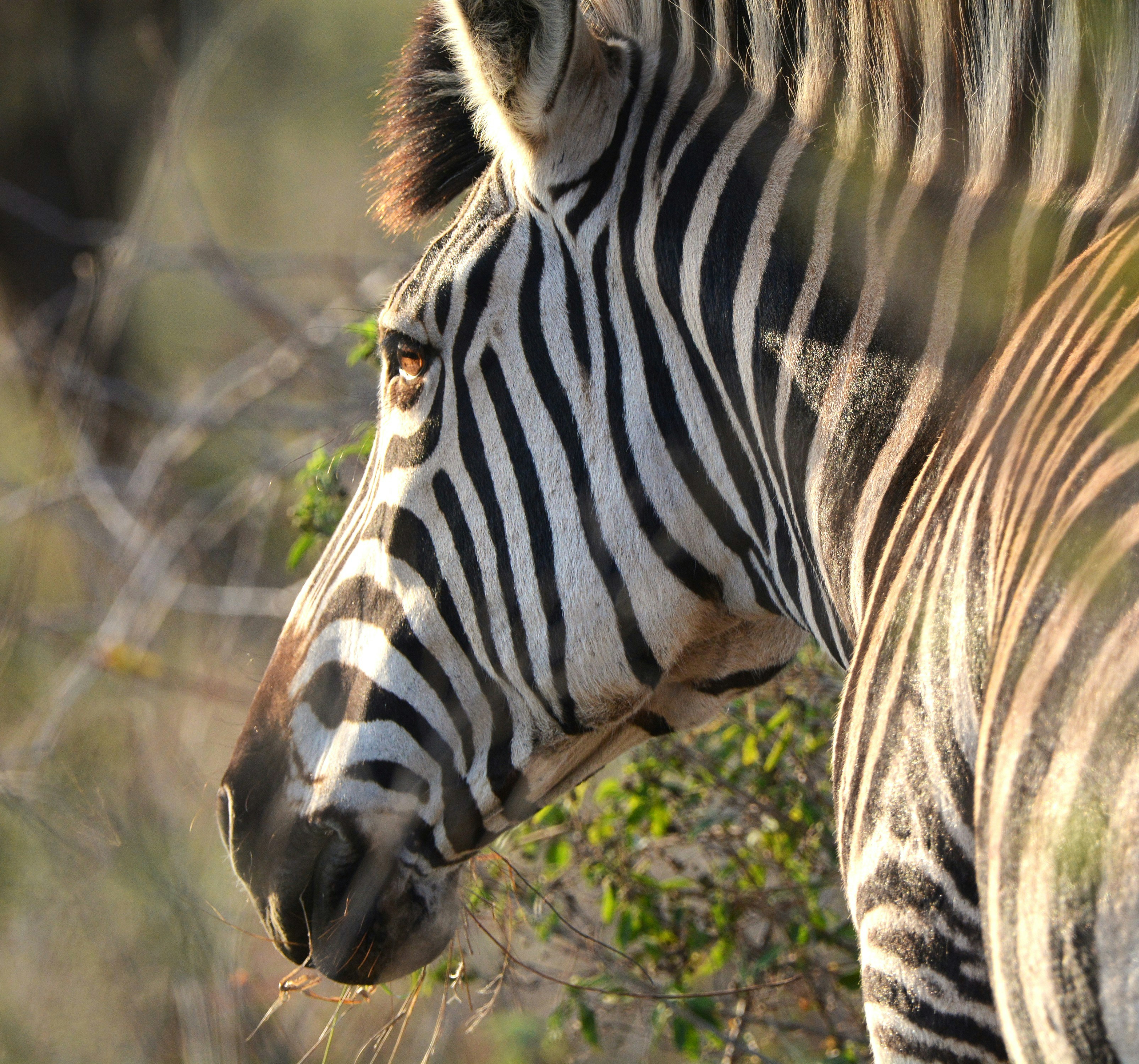 Zebra Portrait in Backlit Brushwork