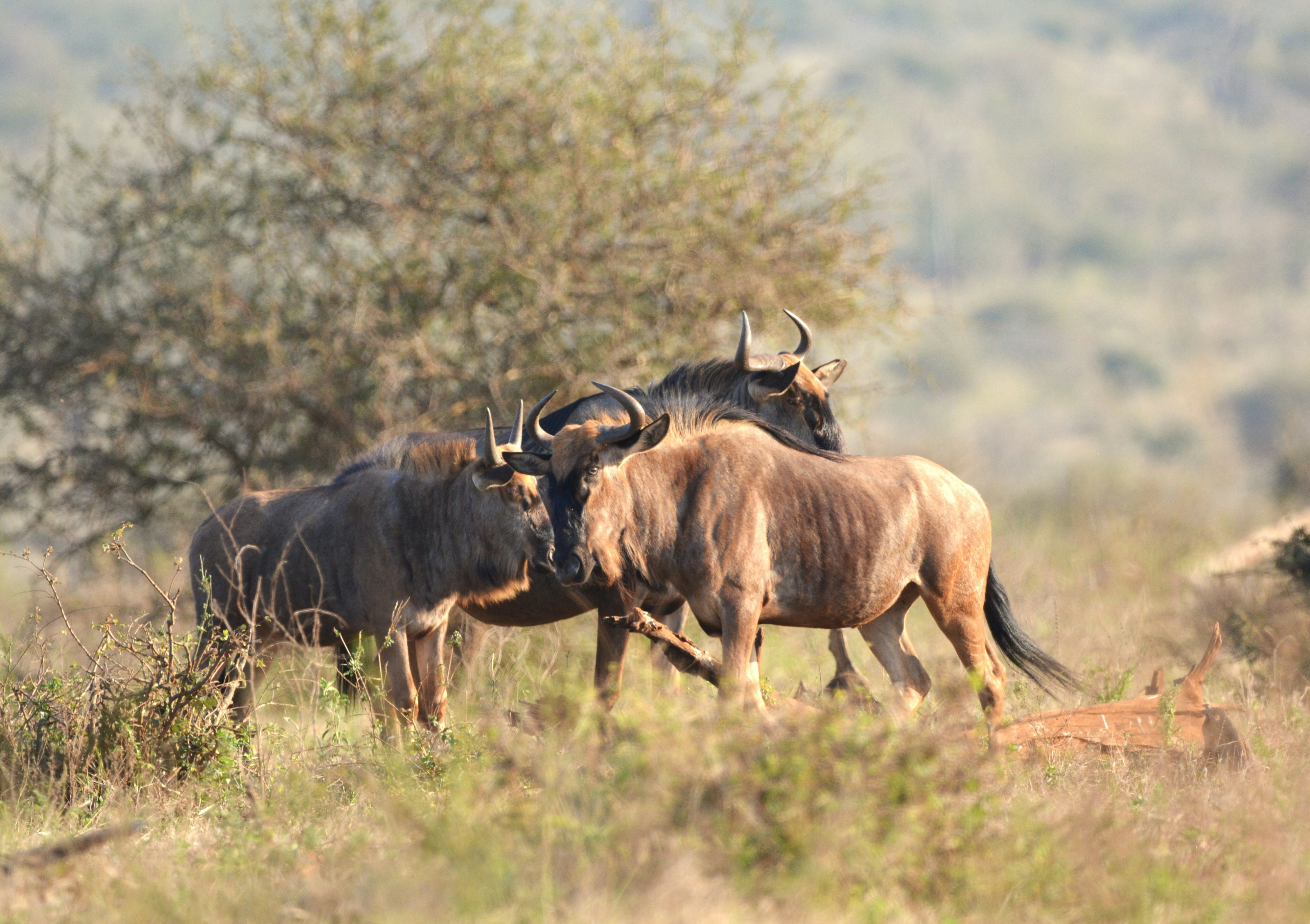 Grazing Stags Converge in the Golden Grass
