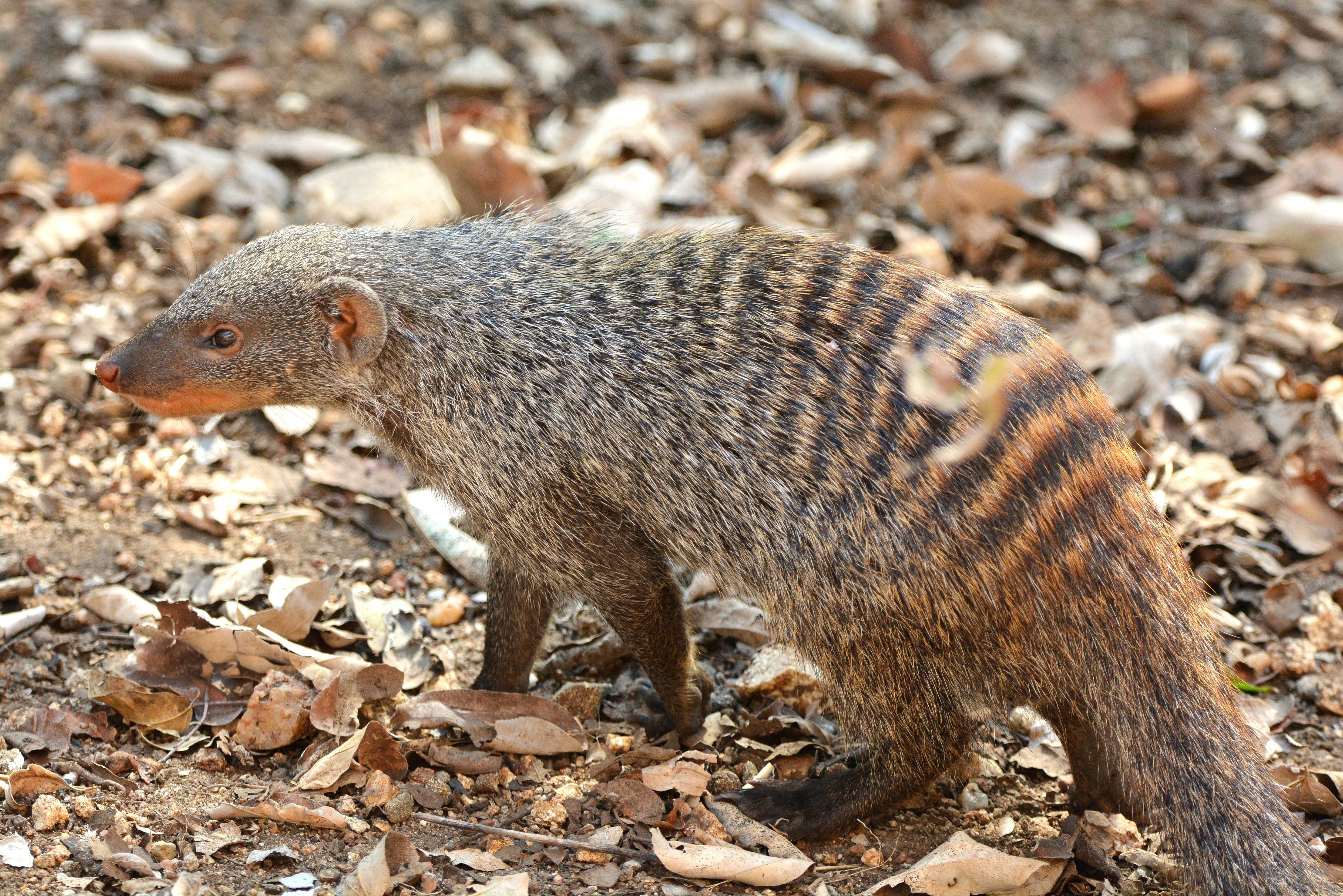 Ground-dwelling Xerine: A Striped, Burrowing Thumbed Mammal in Leaf litter