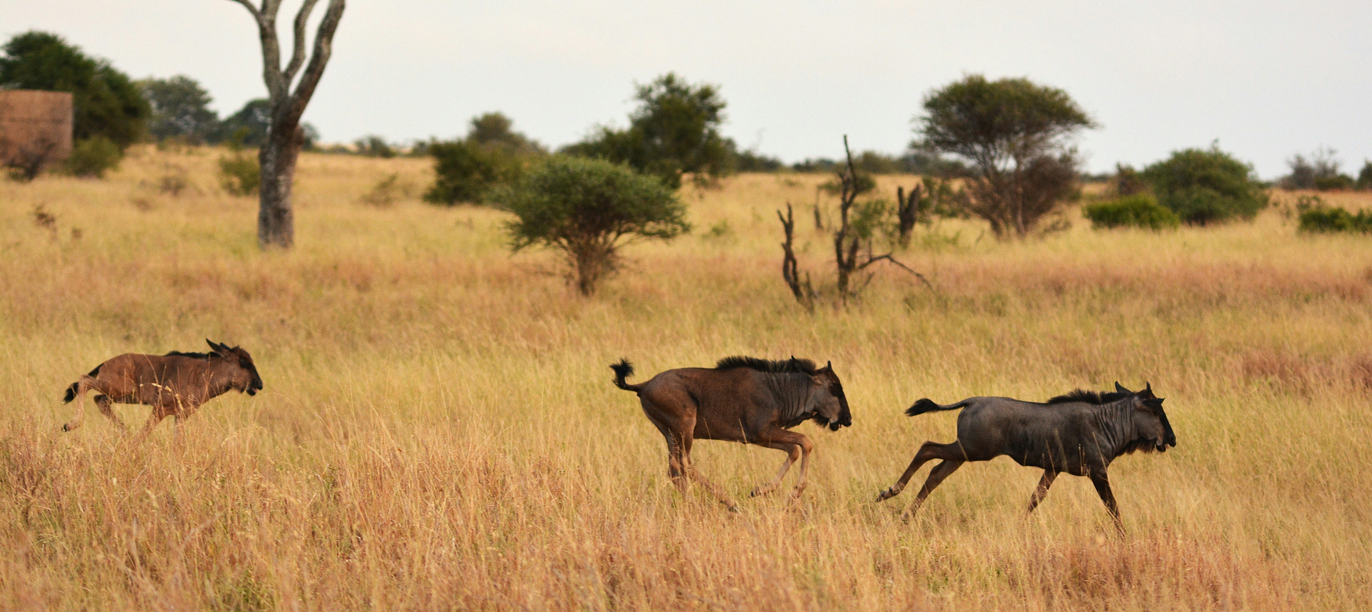 Herdfalch: Three Wildebeest Bound Across the Golden Plains