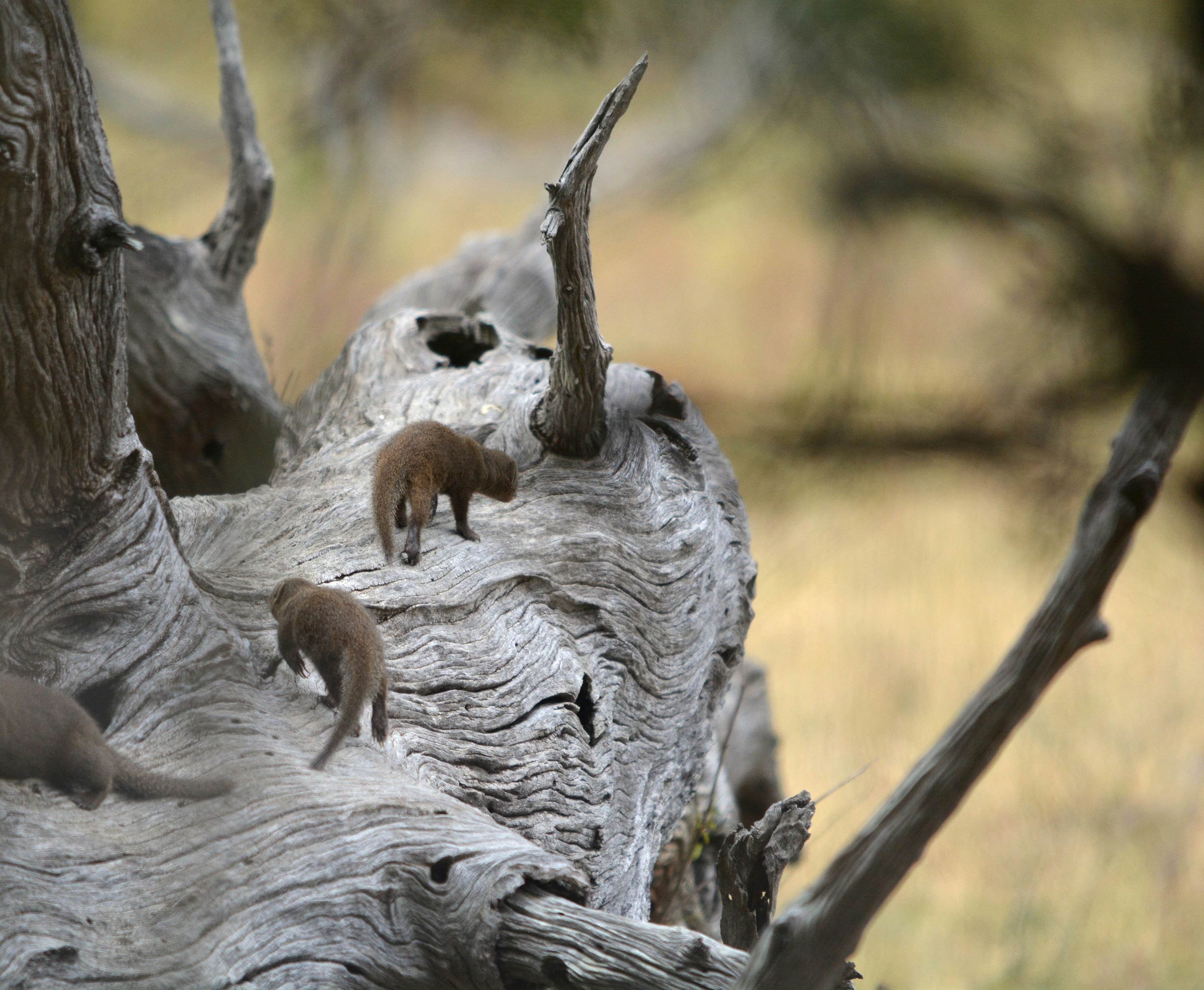 Ancient driftwood hosts a trio of small shrews navigating weathered gnarl
