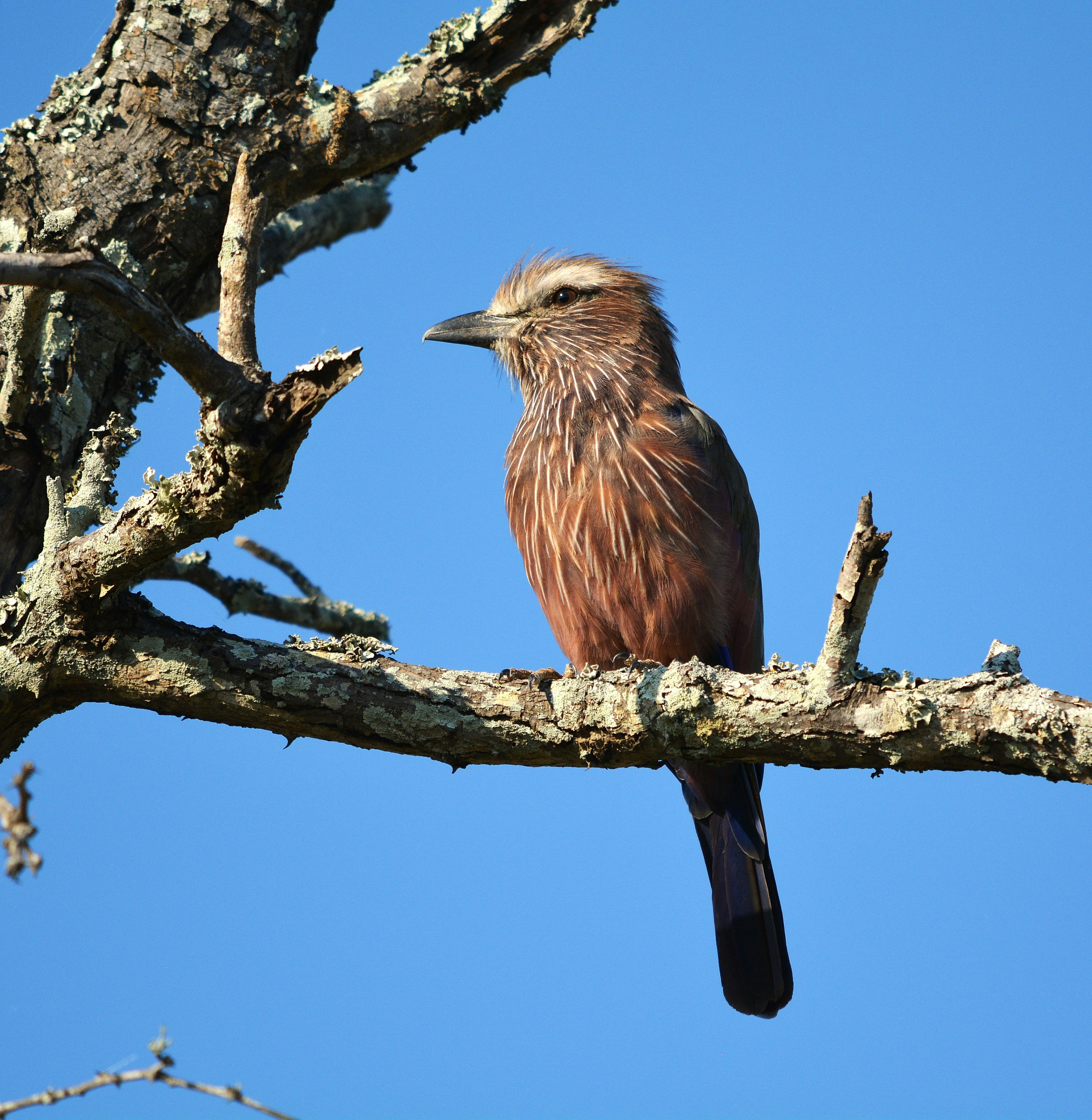Red-shouldered Watcher: A Brown Bird Perched Against a Clear Sky