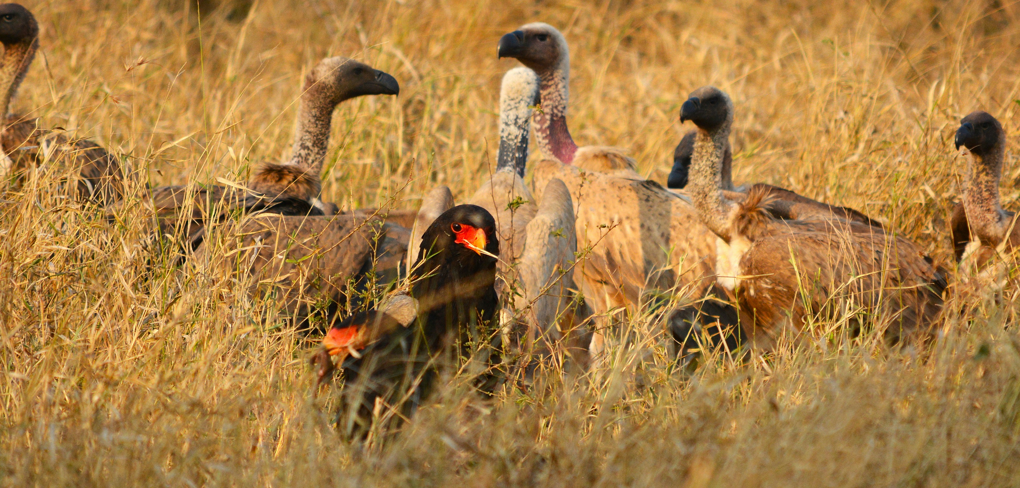 A Flock of Greeted Cormorants: Hidden Black Birds Amid Dry Grass