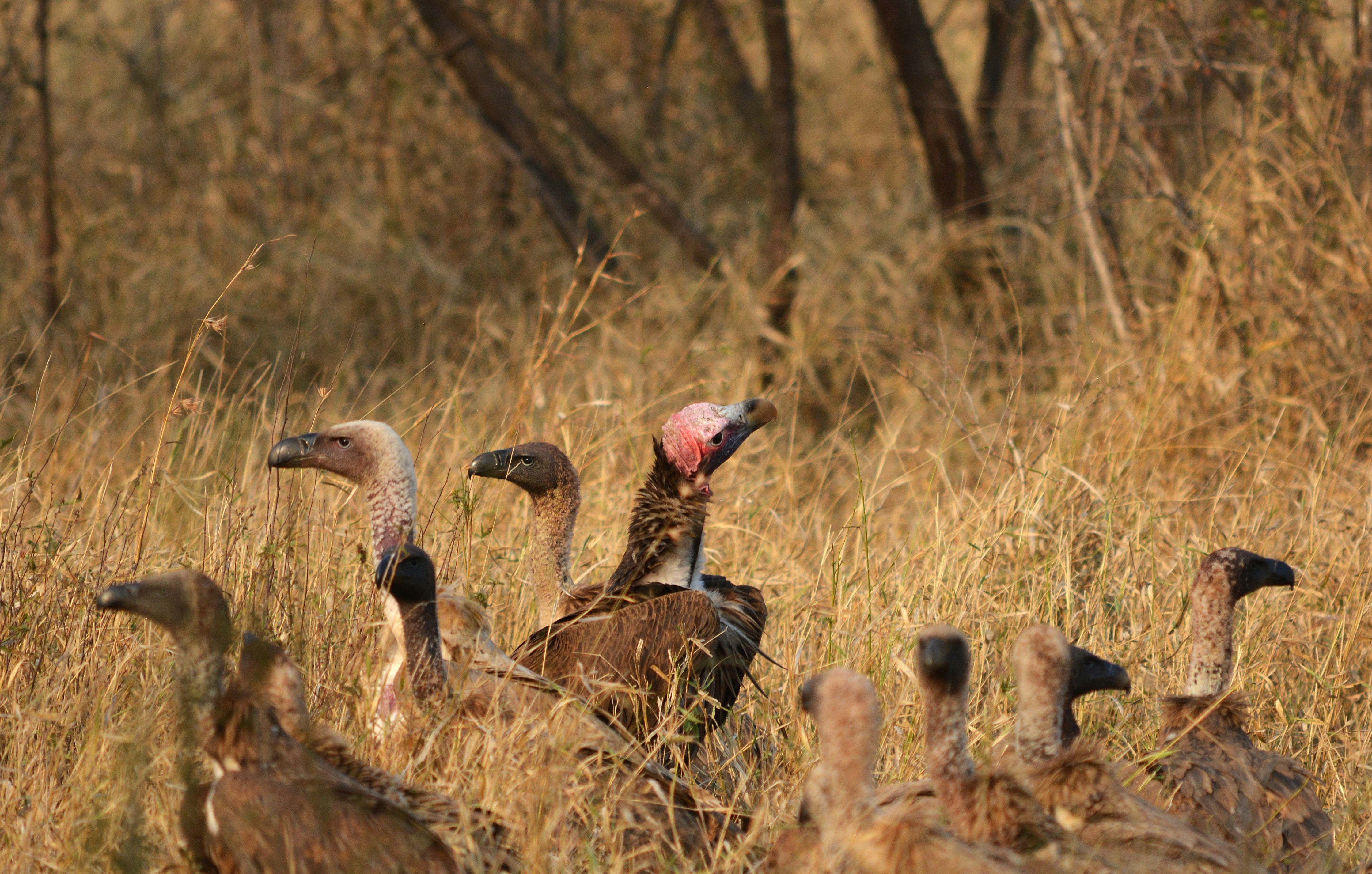 The Flock Awakens in Golden Grass