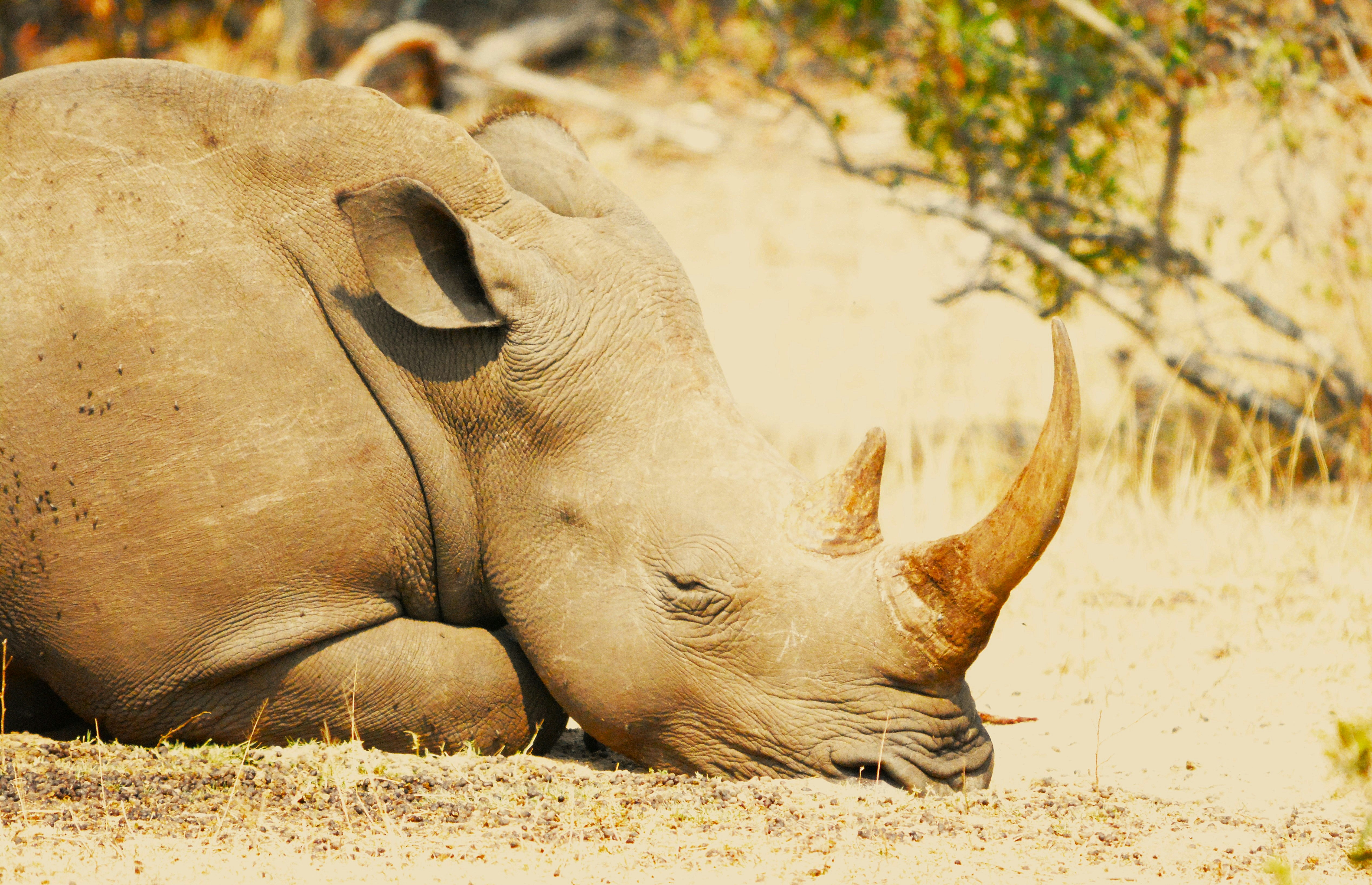 Sunlit Nile Rhino Resting in Dusty Grass