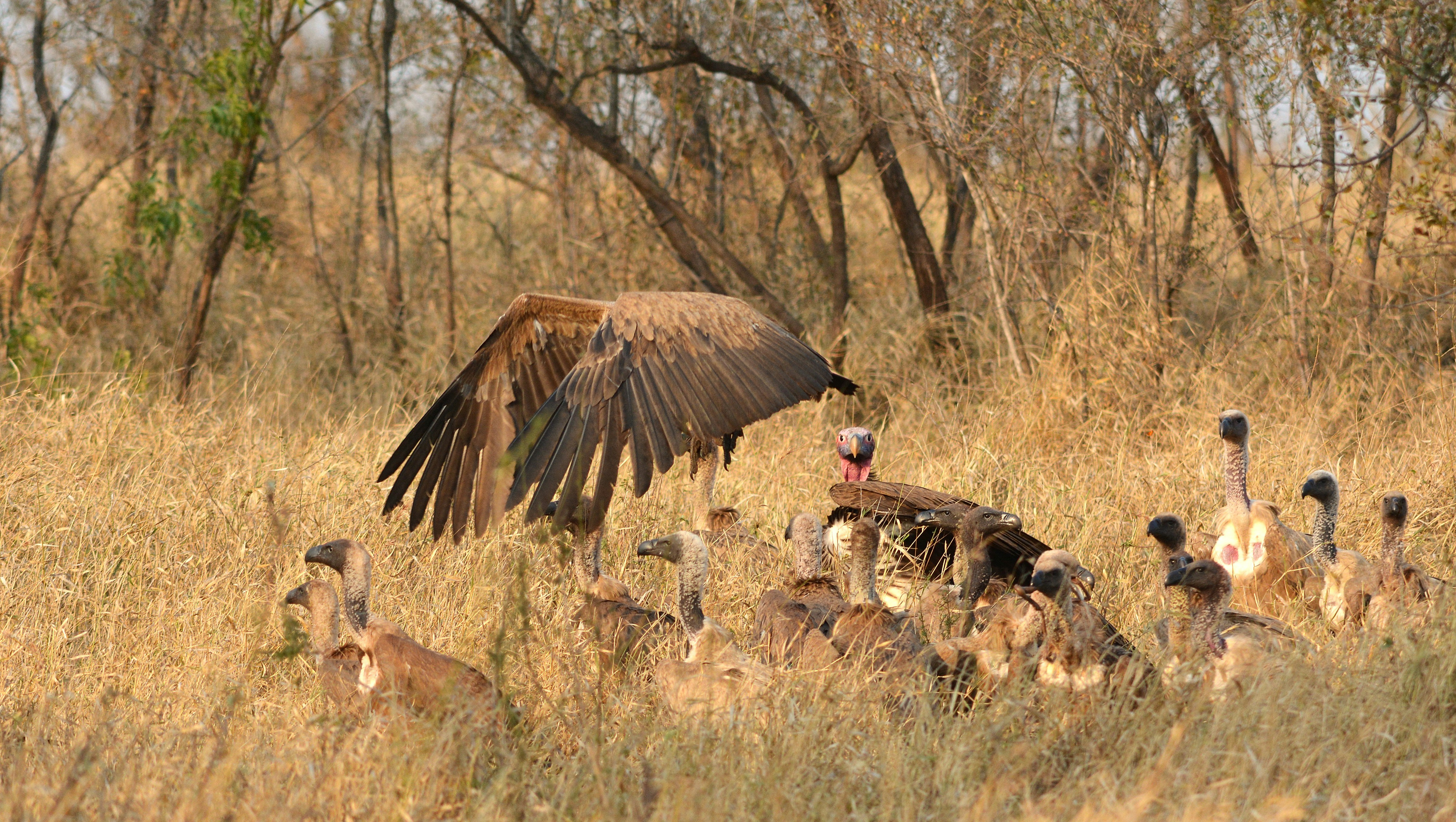 Awkward Landing: A Vulture Herd Keeps Watch in Golden Grasslands