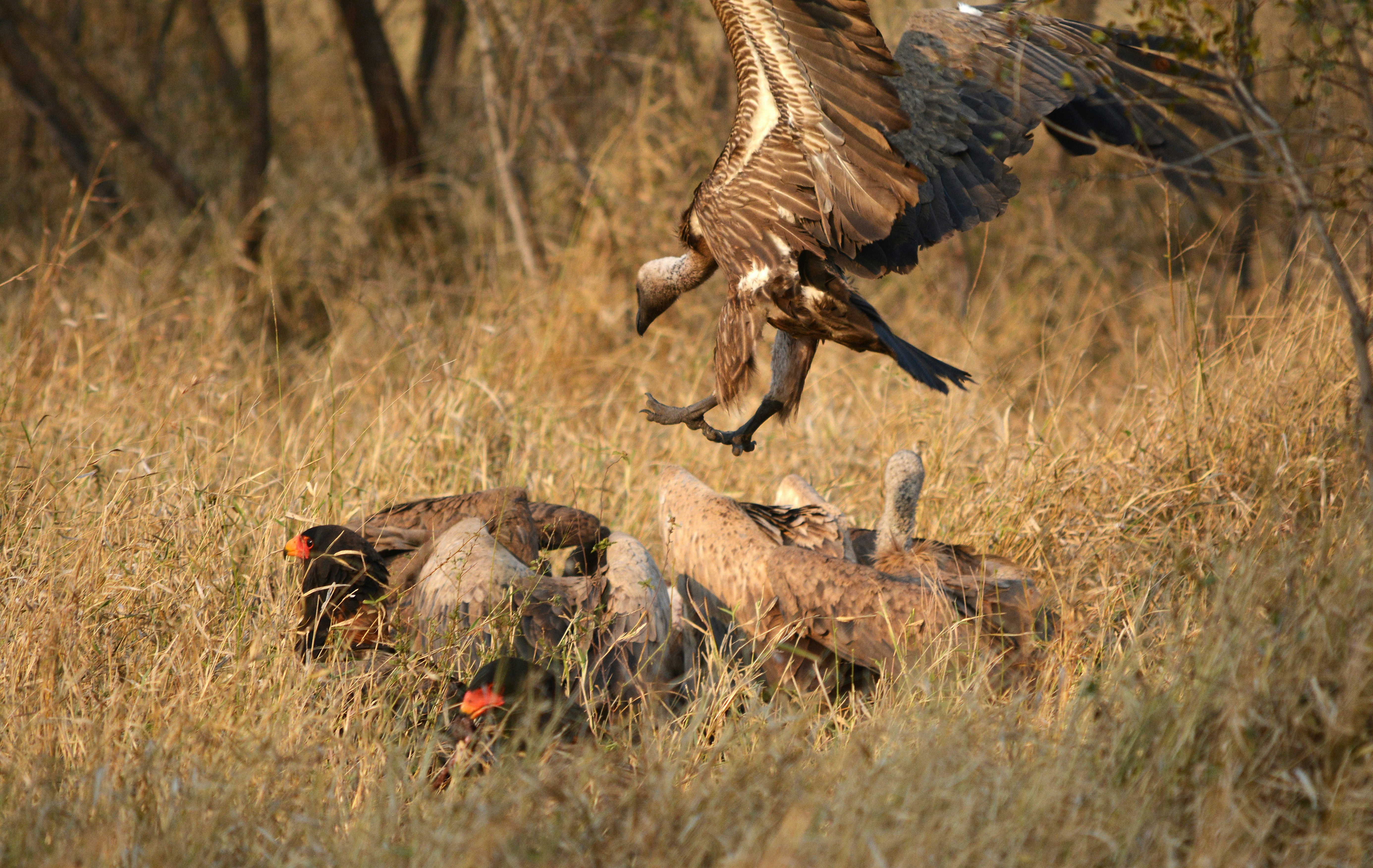 Low-Glide Horizon: A Flight of Turkeys Over Tall Grass