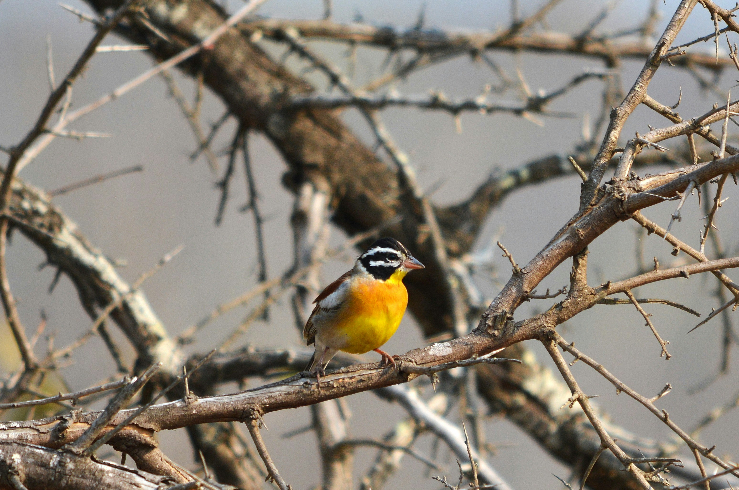 Mid-branch Ember: A Yellow-Breasted Warbler Commands a Tangled Perch