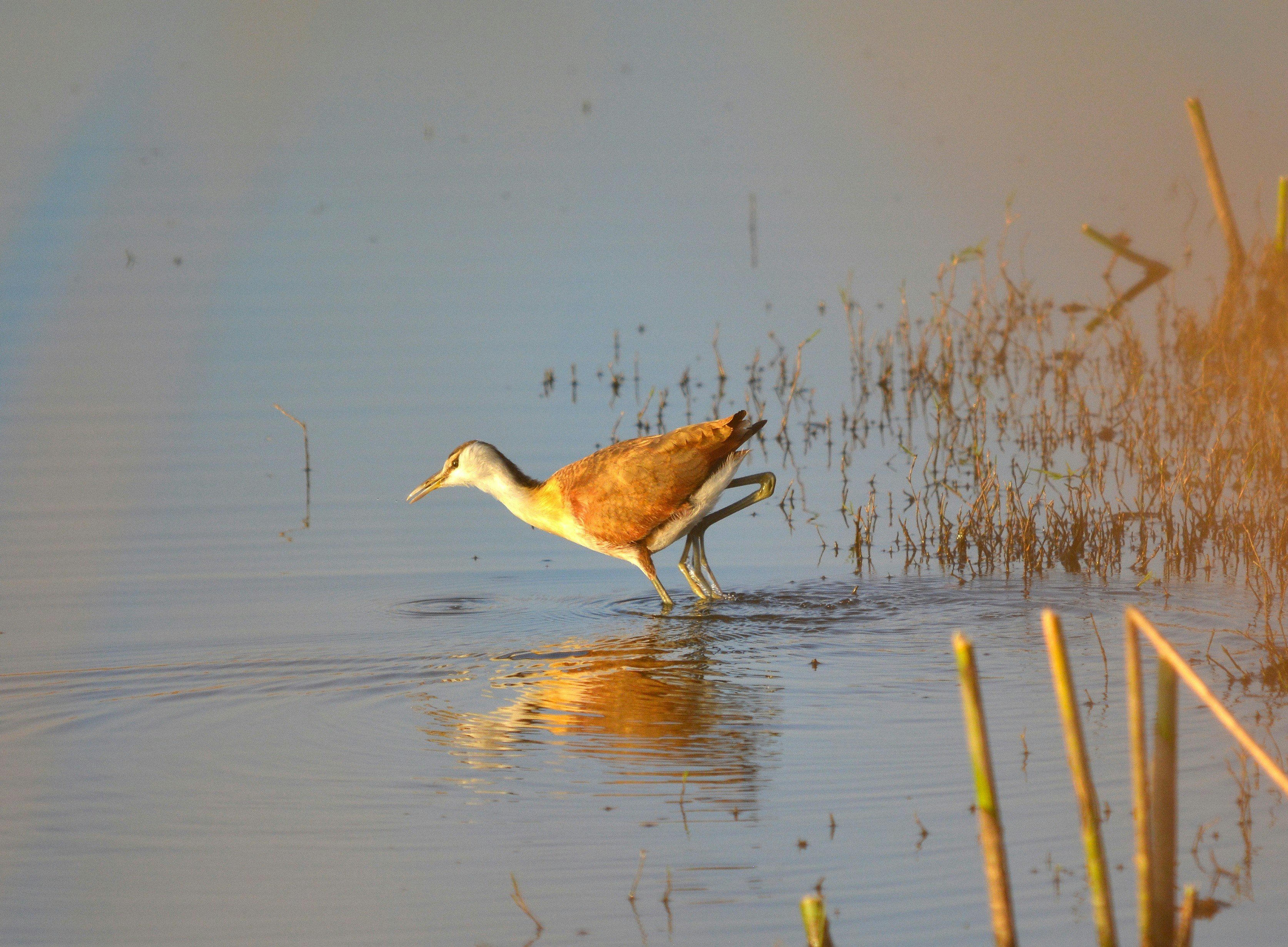 Wading Crane in Warm Water Reflections