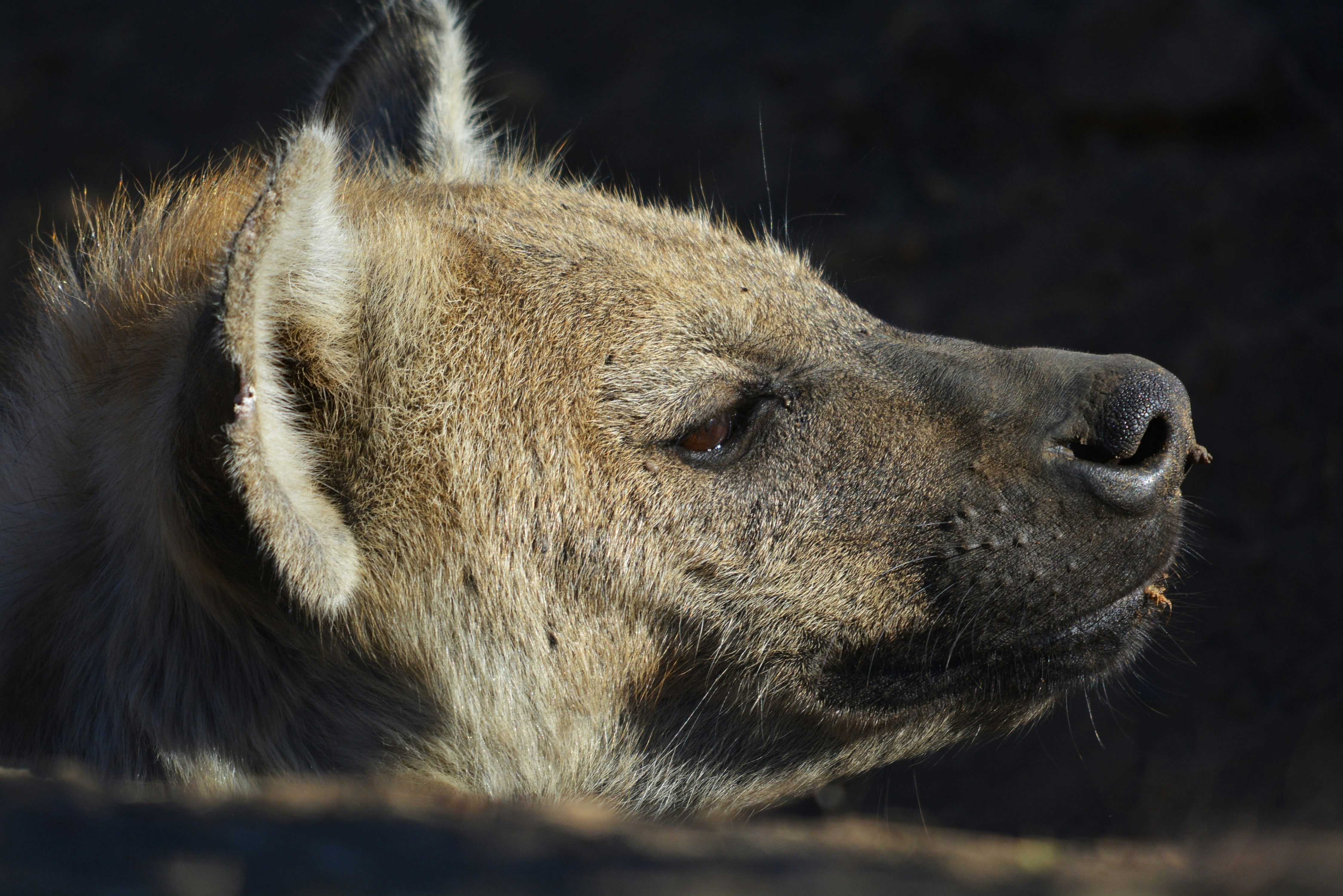 Close-Up of a Canid's Quiet Gaze in Dappled Light