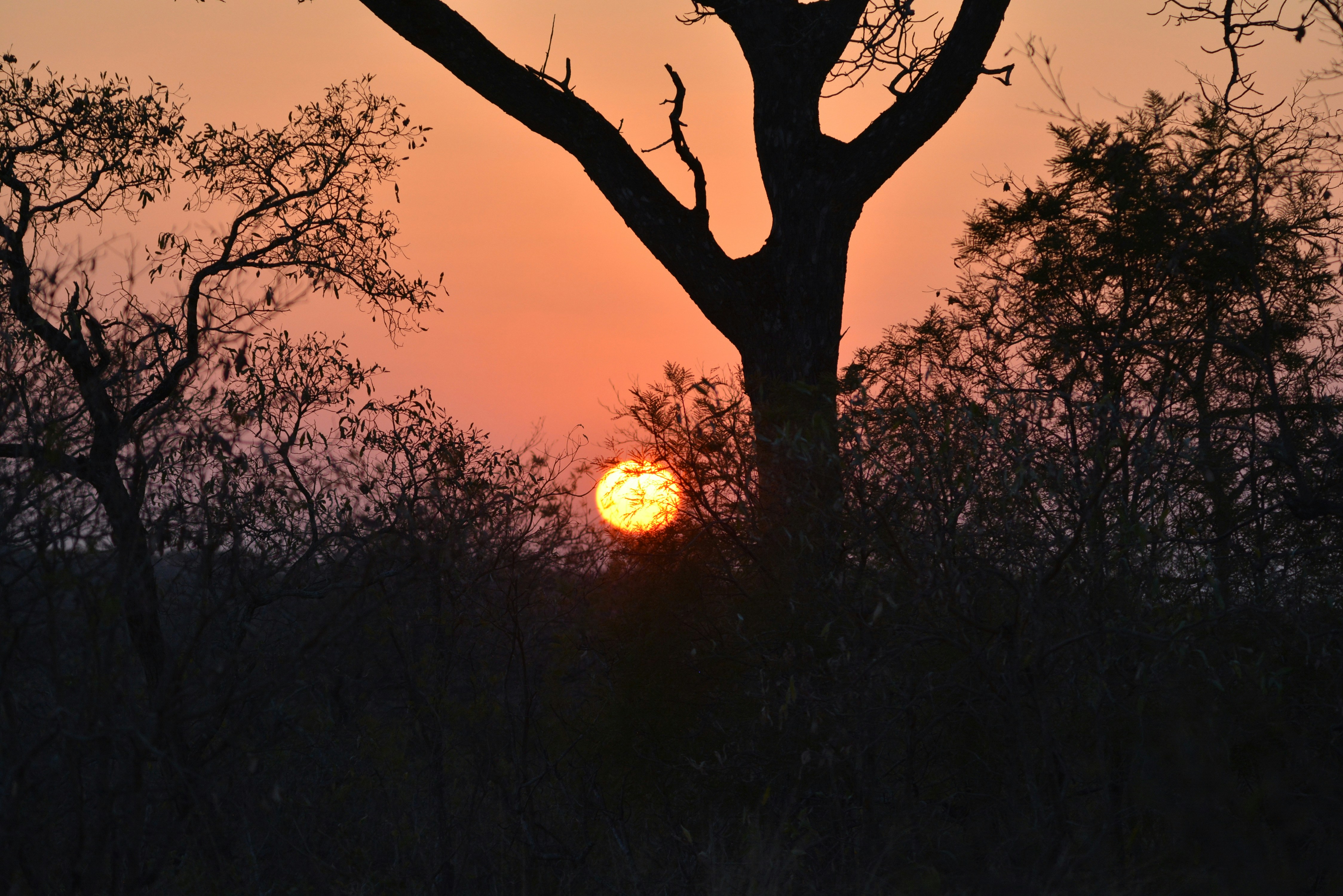 Silhouetted Tree Boughs Embrace a Fiery Sunset