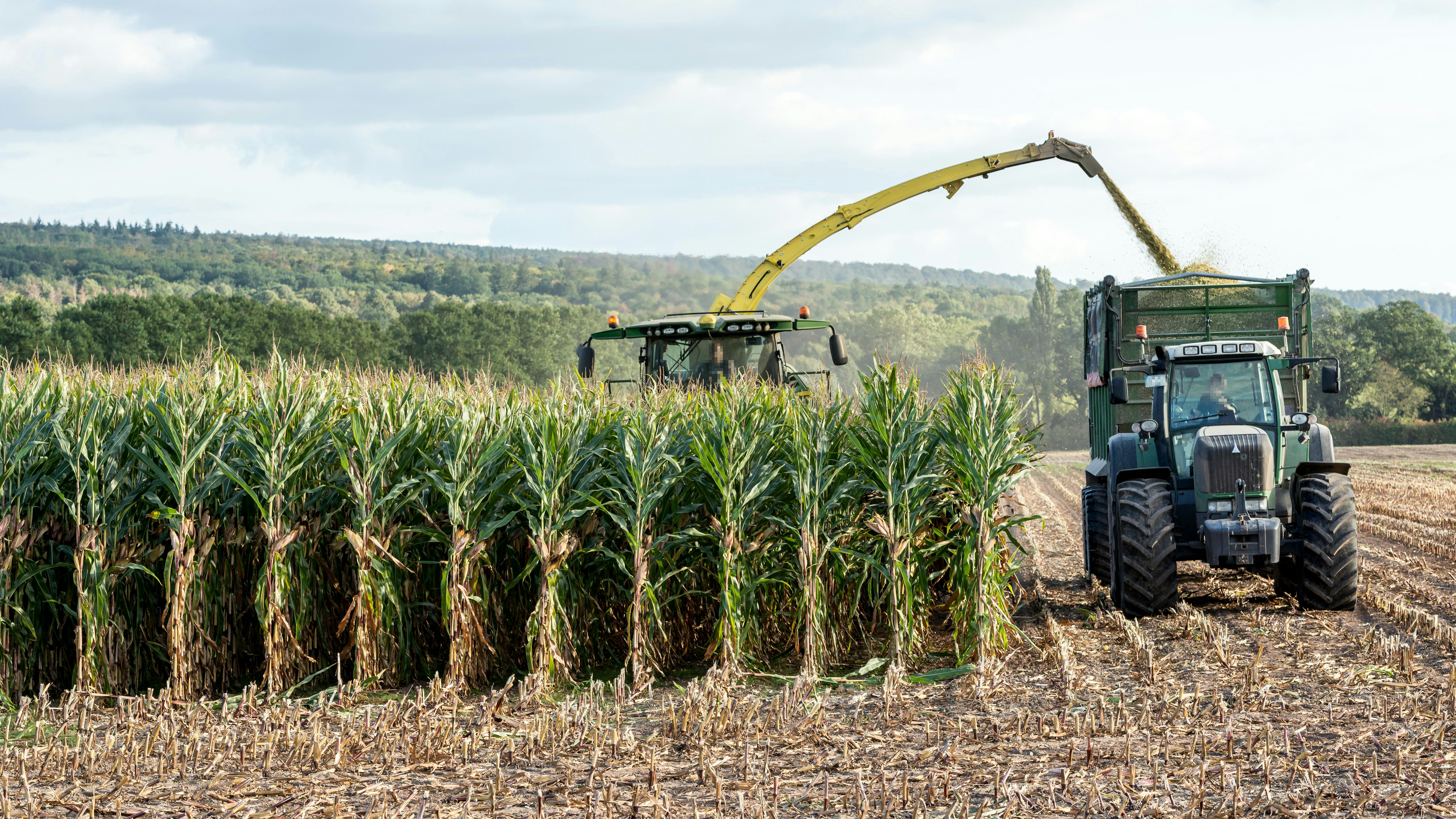 Harvest Horizon: Cornfield Machinery at Work