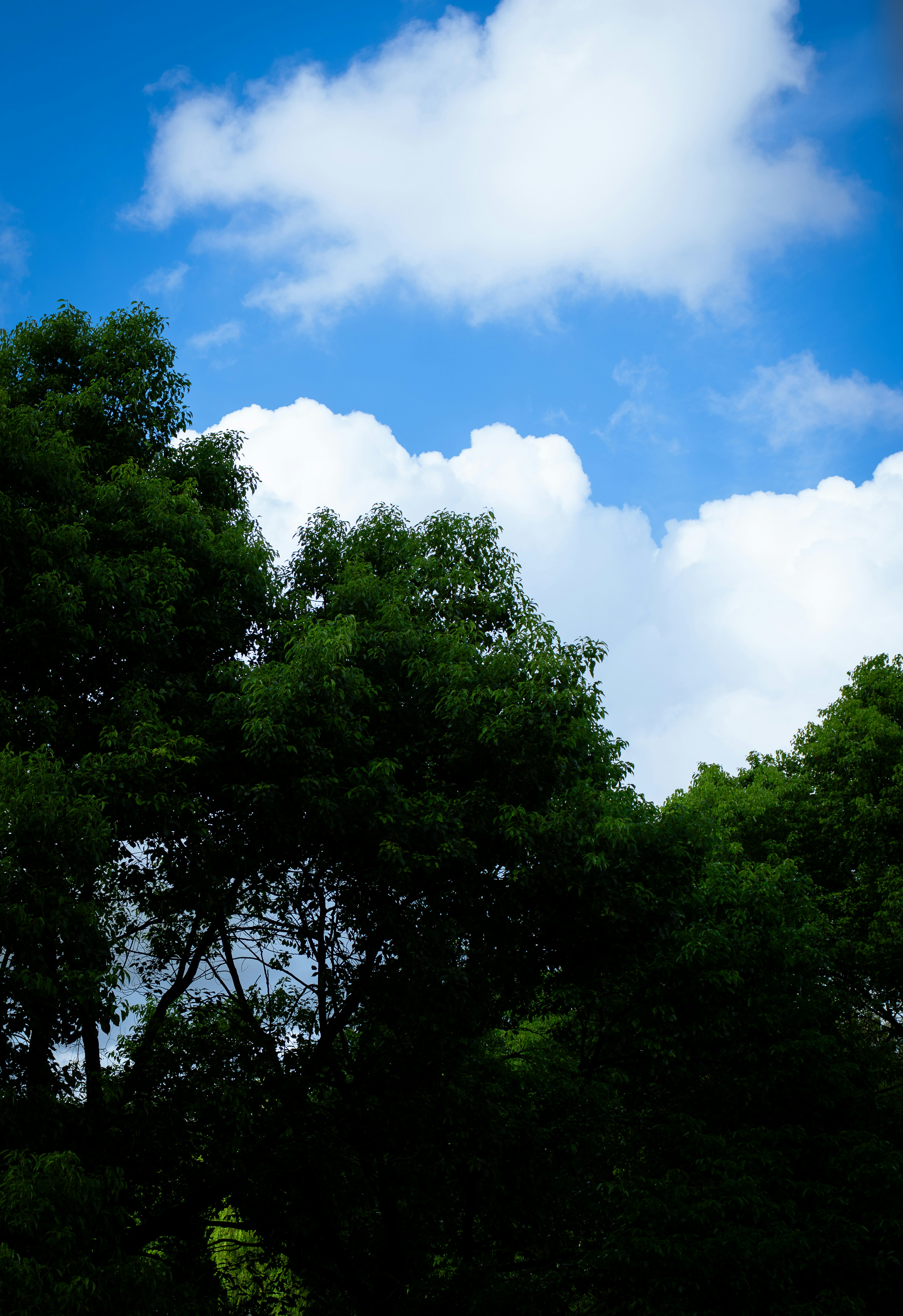 Forest Canopy Under a Brisk Blue Sky
