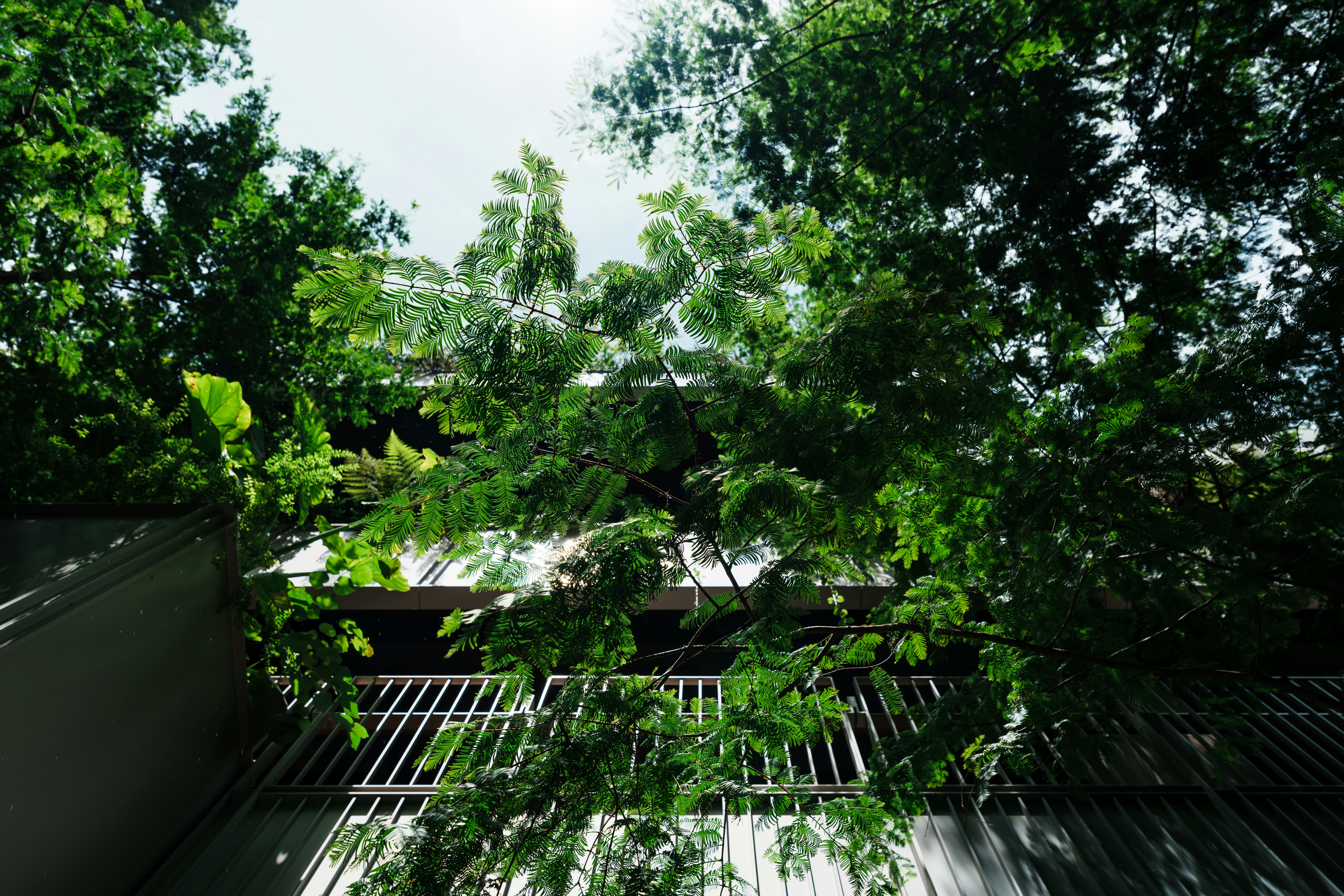 Overhanging Greenway: Sunlit Foliage Framing a Facade