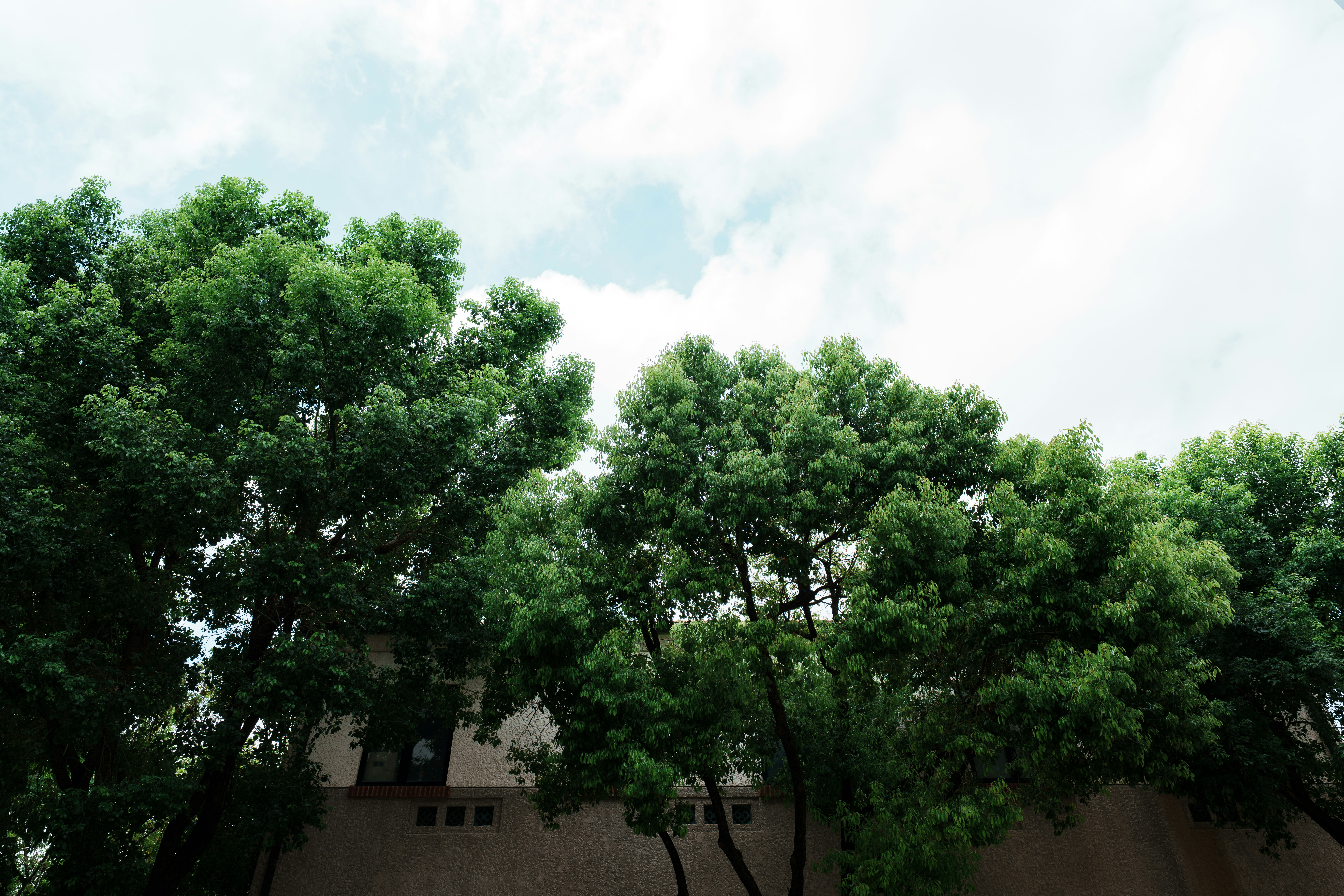 Sunlit Treeline Over a Concrete Wall