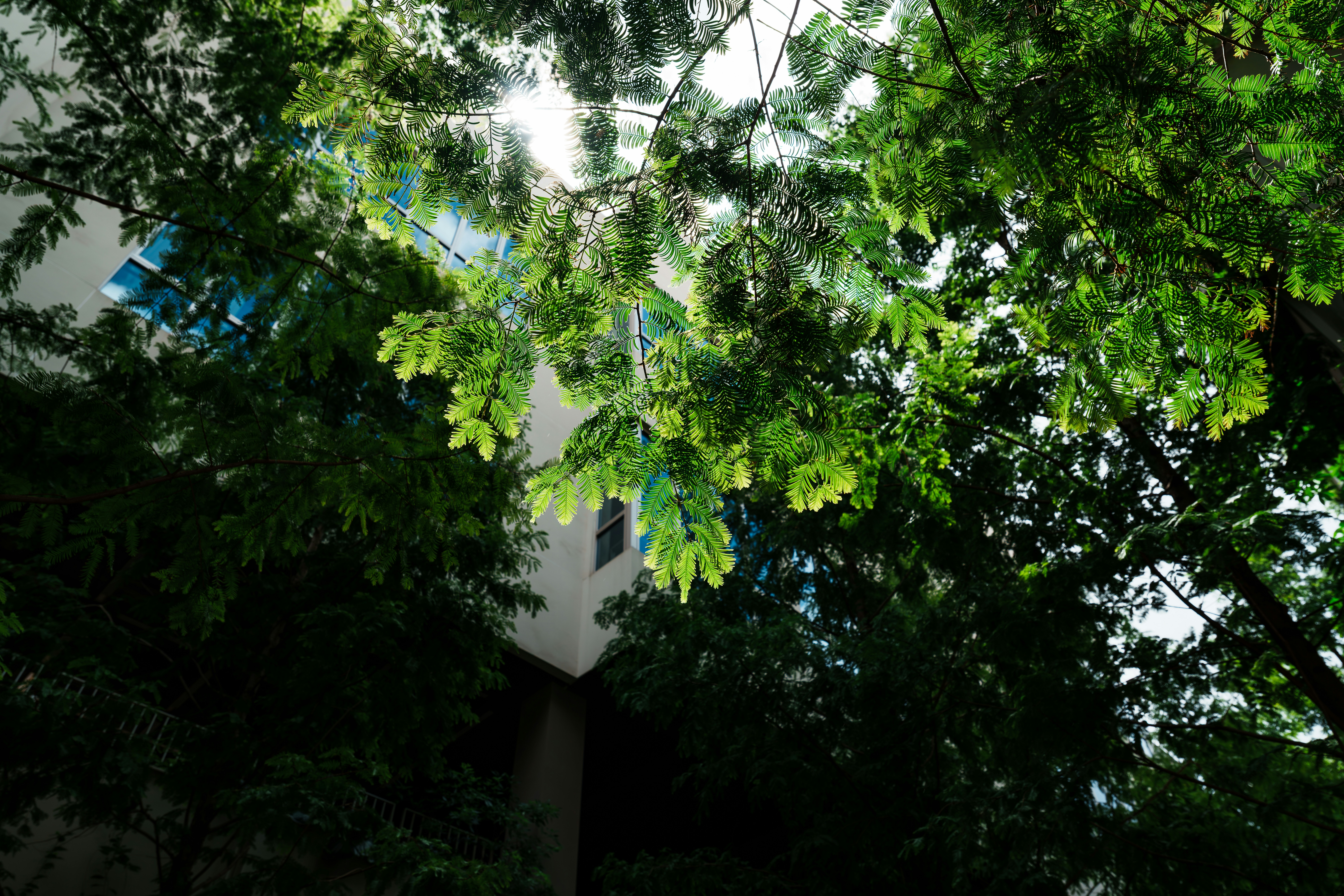 Canopy Overhead: Sunlit Green Veil Above a Quiet Building