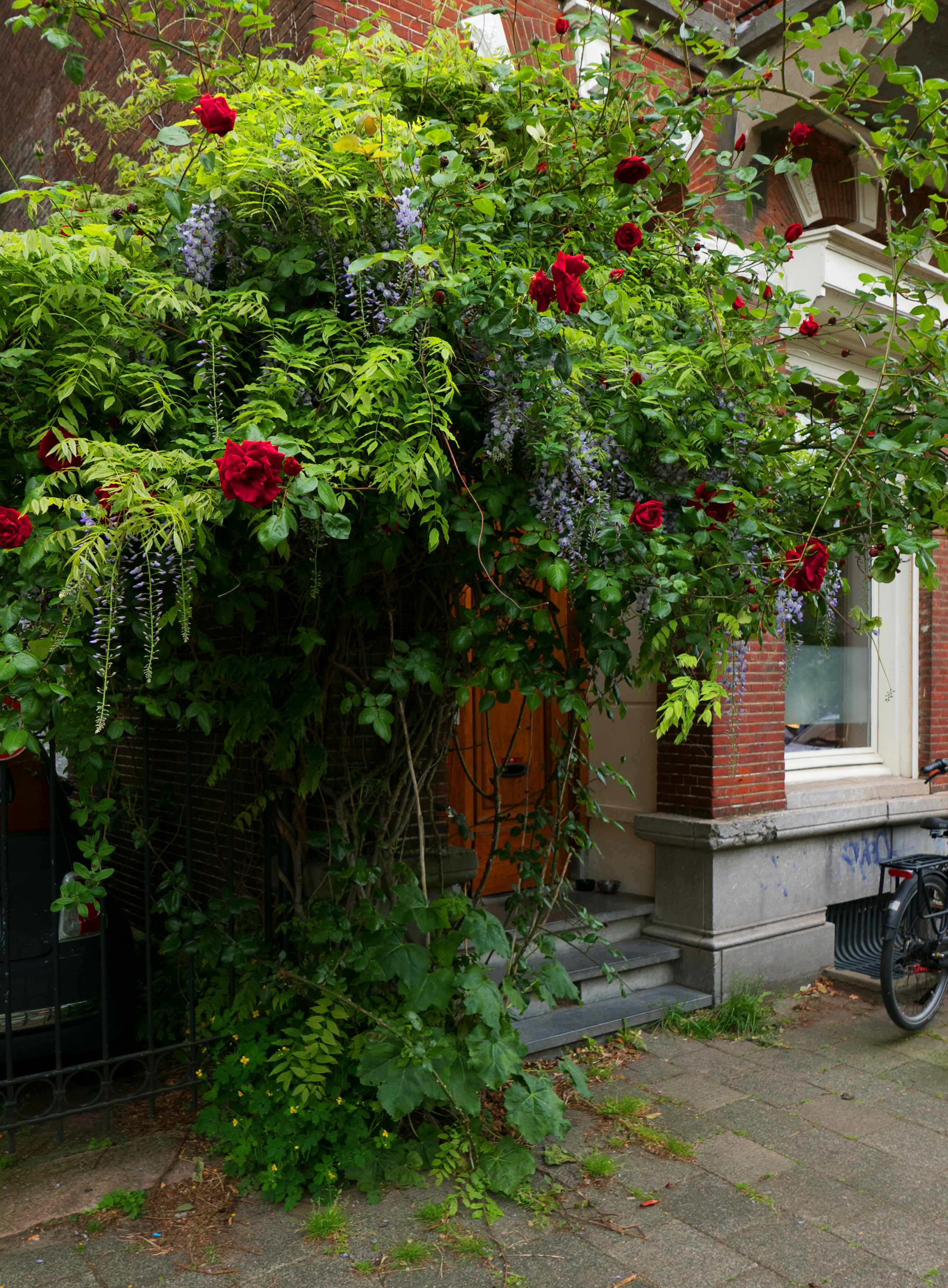 Overgrown Front Arbor: Red Roses and Lavender Vines Framing a Brick Town Entrance