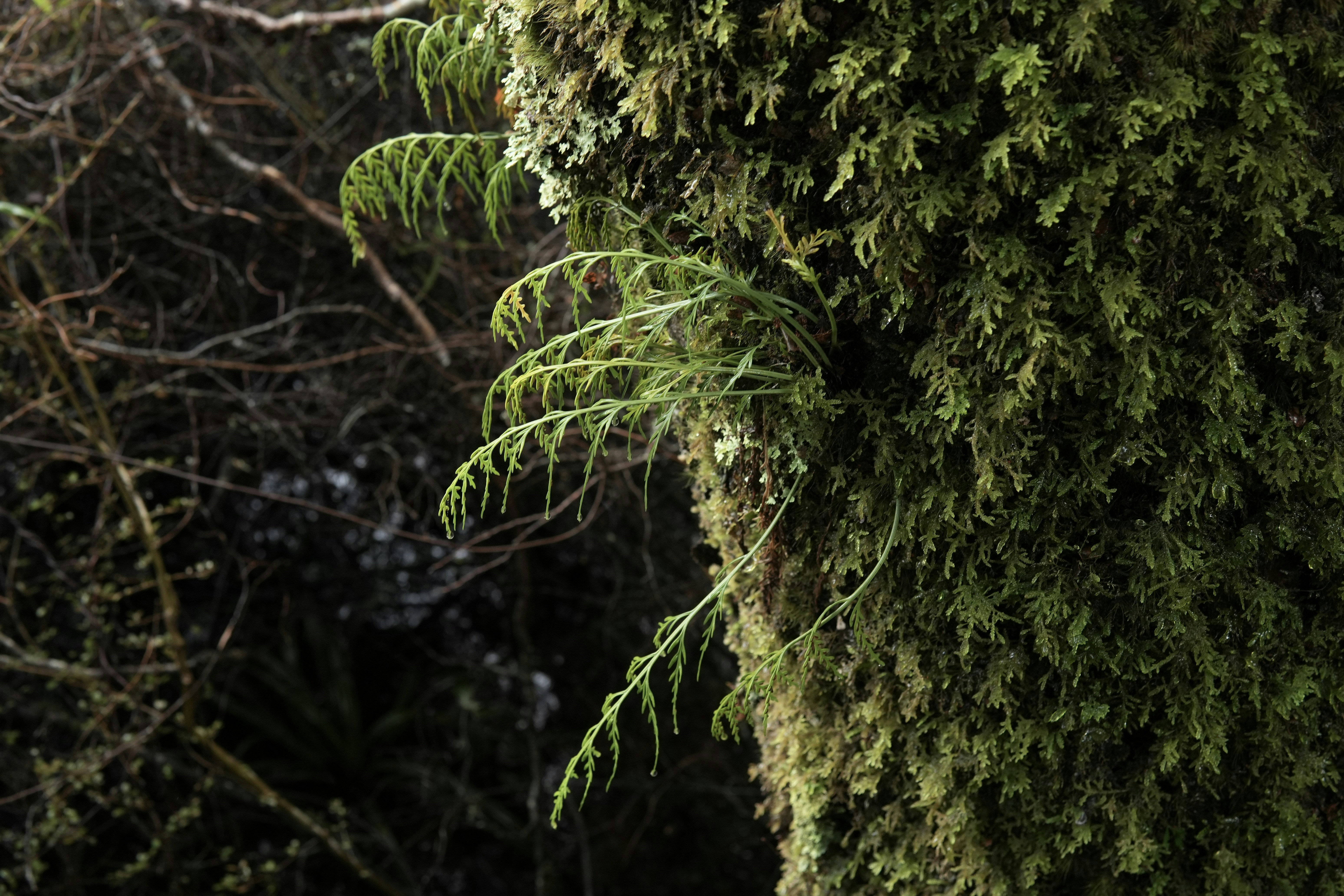 Emerald Fringe: A Clump of Ferns Cascading from a Mossy Hedge