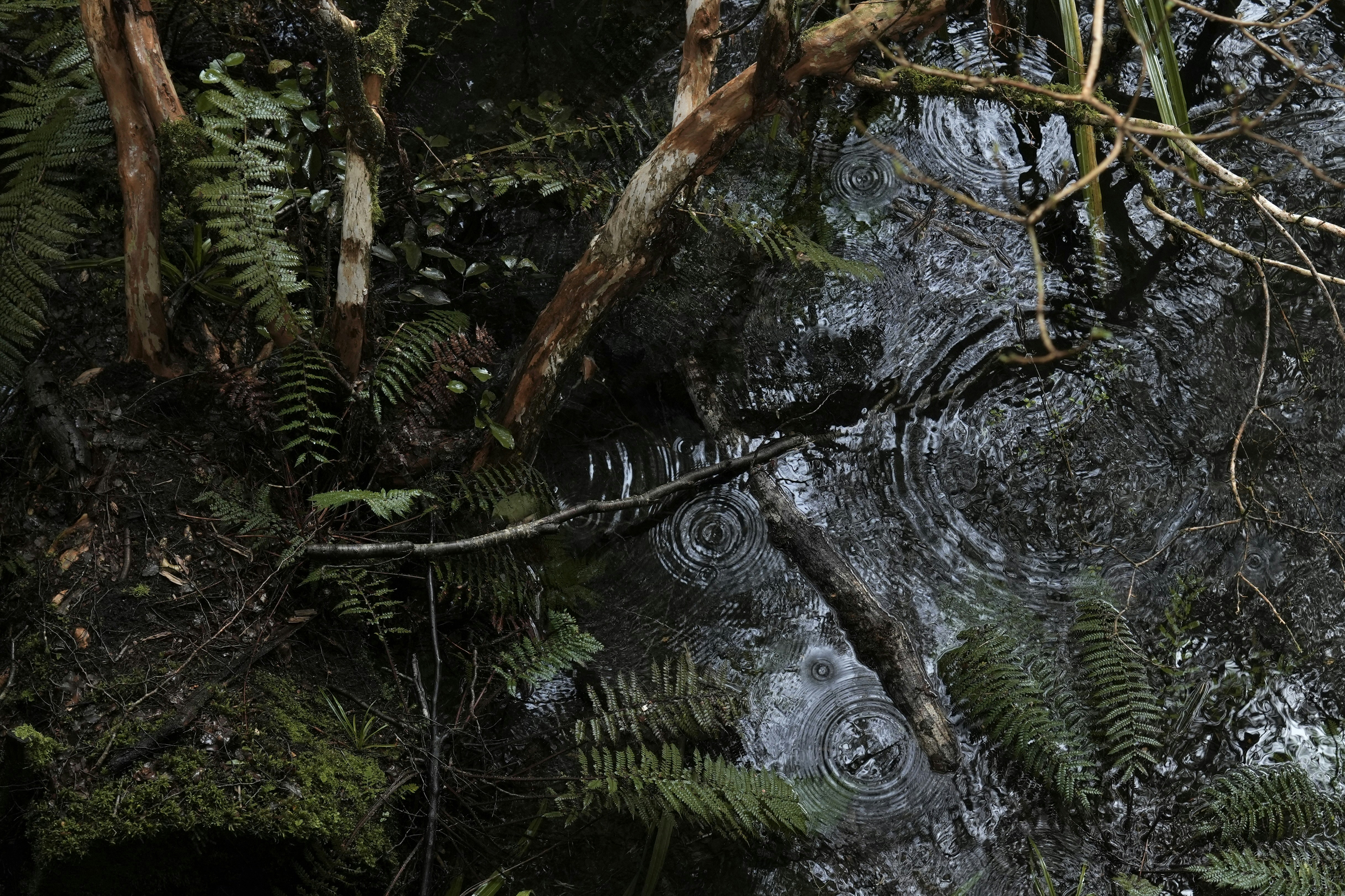 Whispers of the Stream: Ferns and Ripples in Dappled Moss