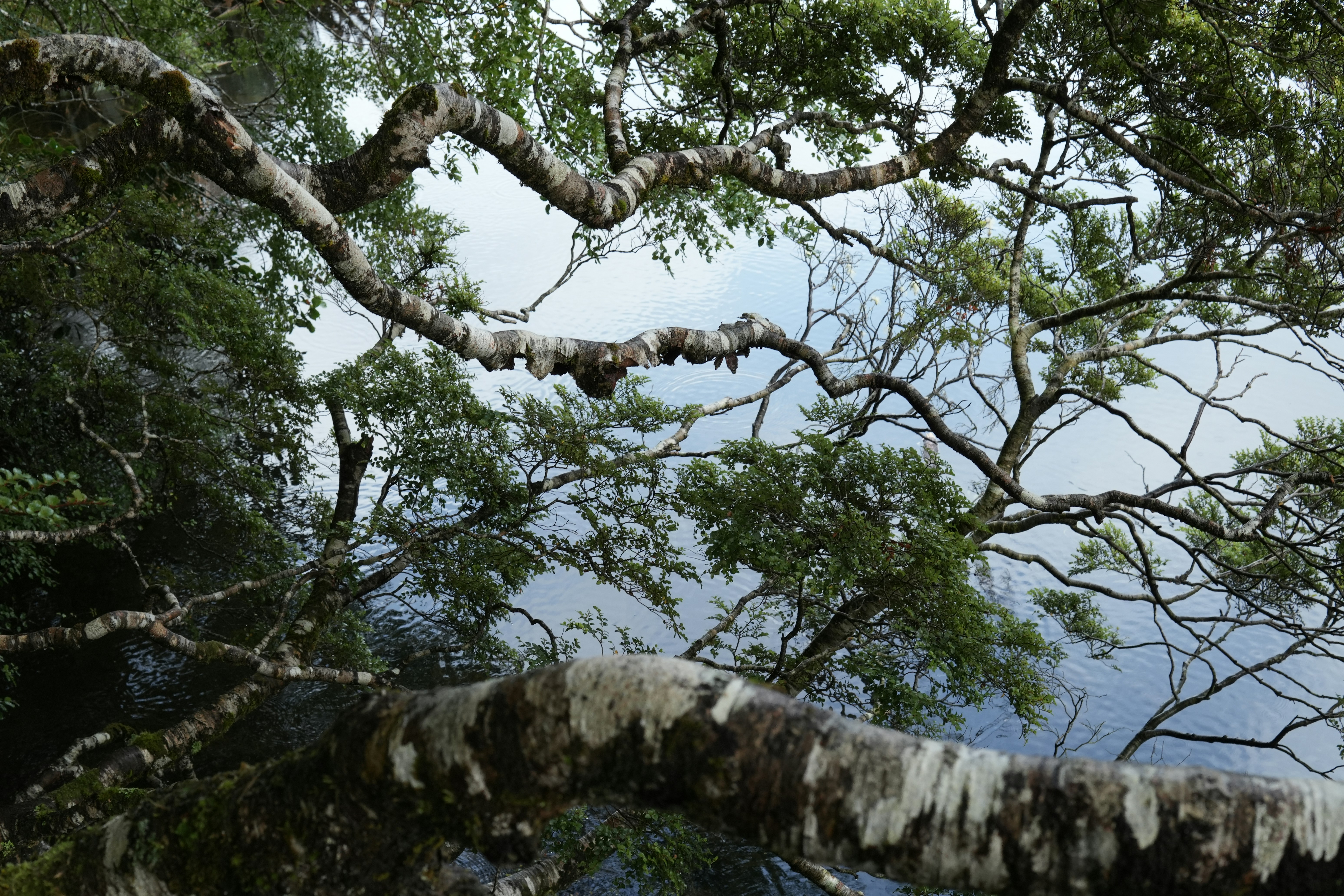 Tangled Watch: A Canopy of Weathered Limbs