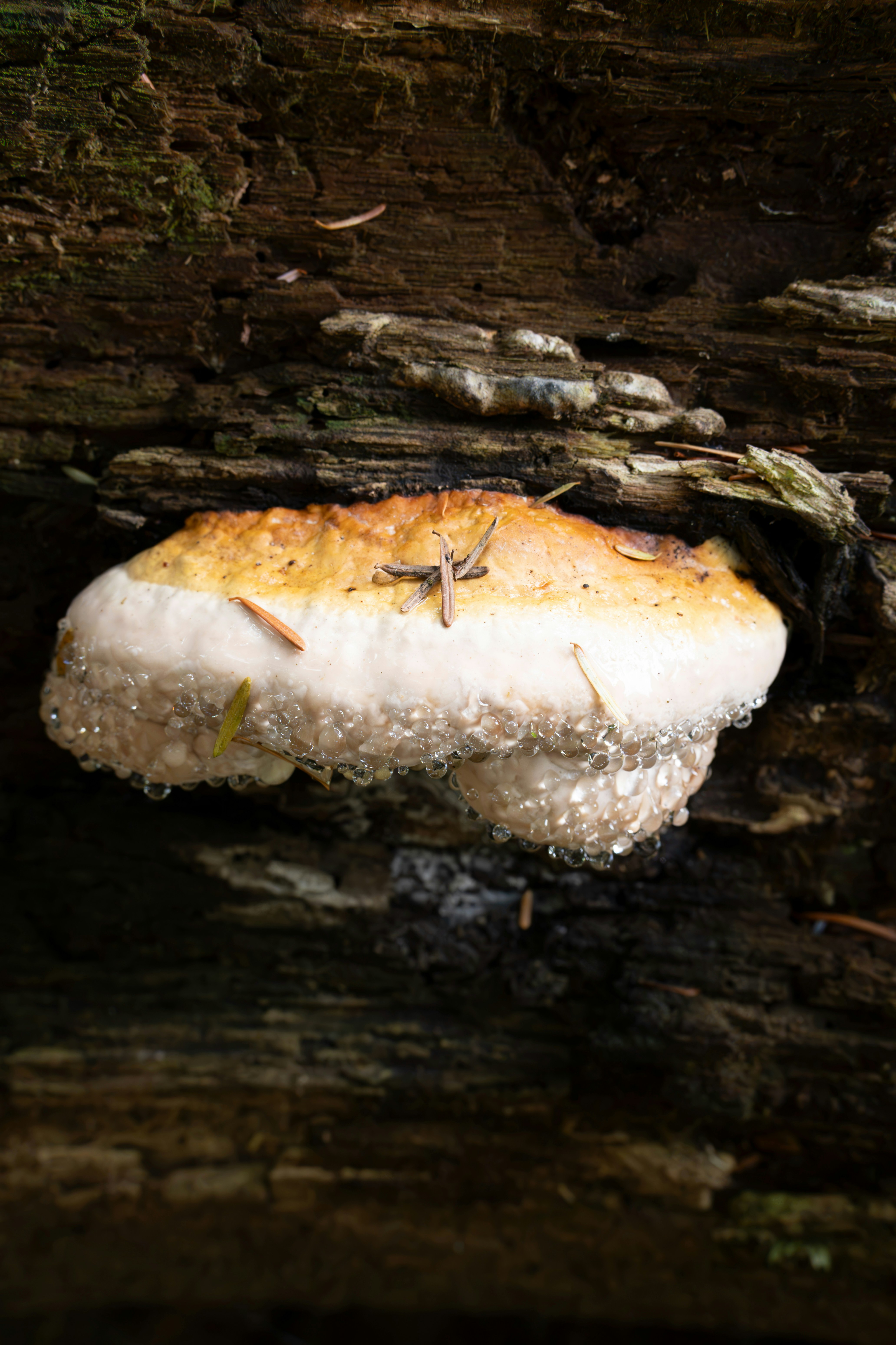 Bracketed by Bark: A Fungus Crown on Weathered Wood