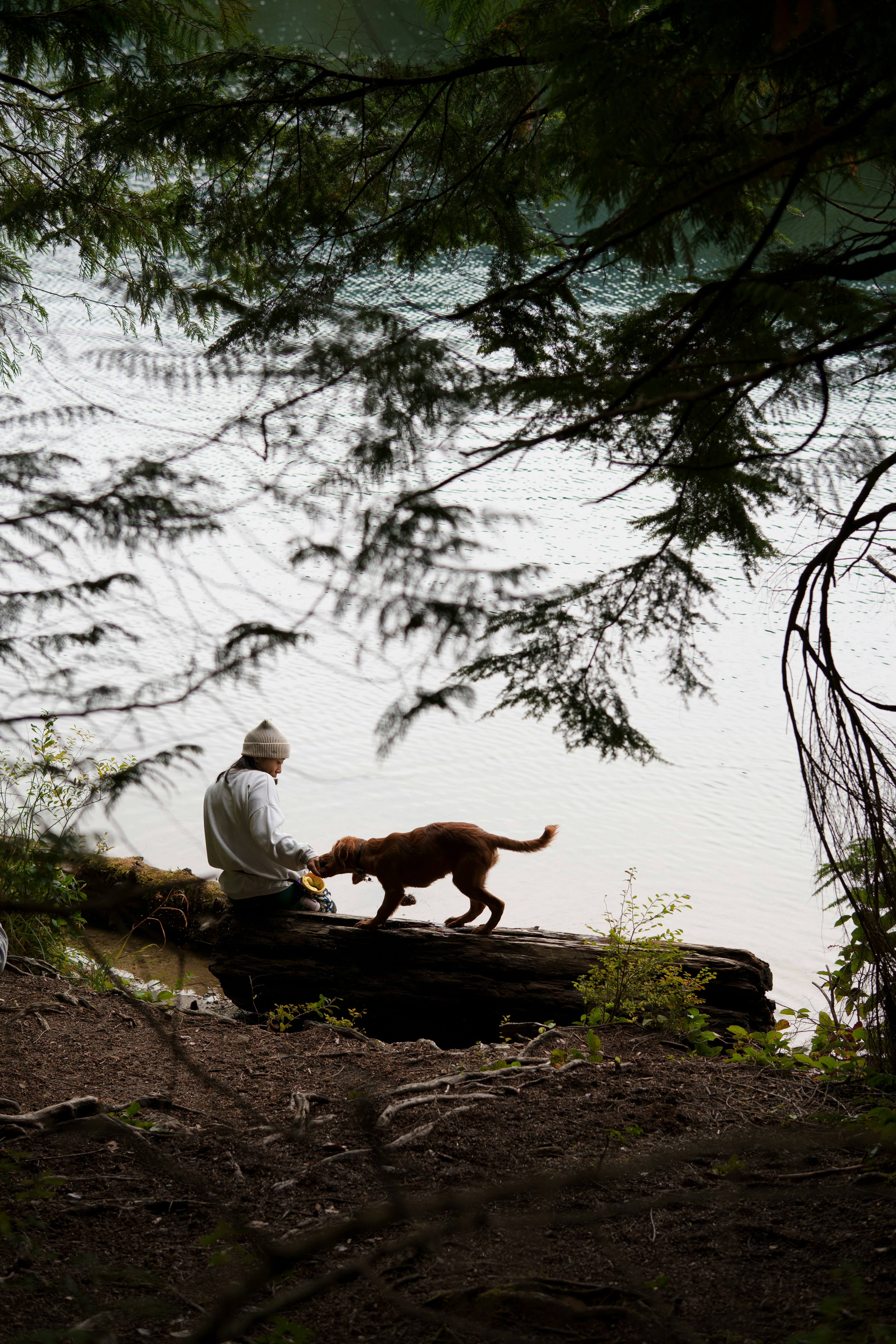 Quiet Moment by the Lake: The Beagle and the Listener