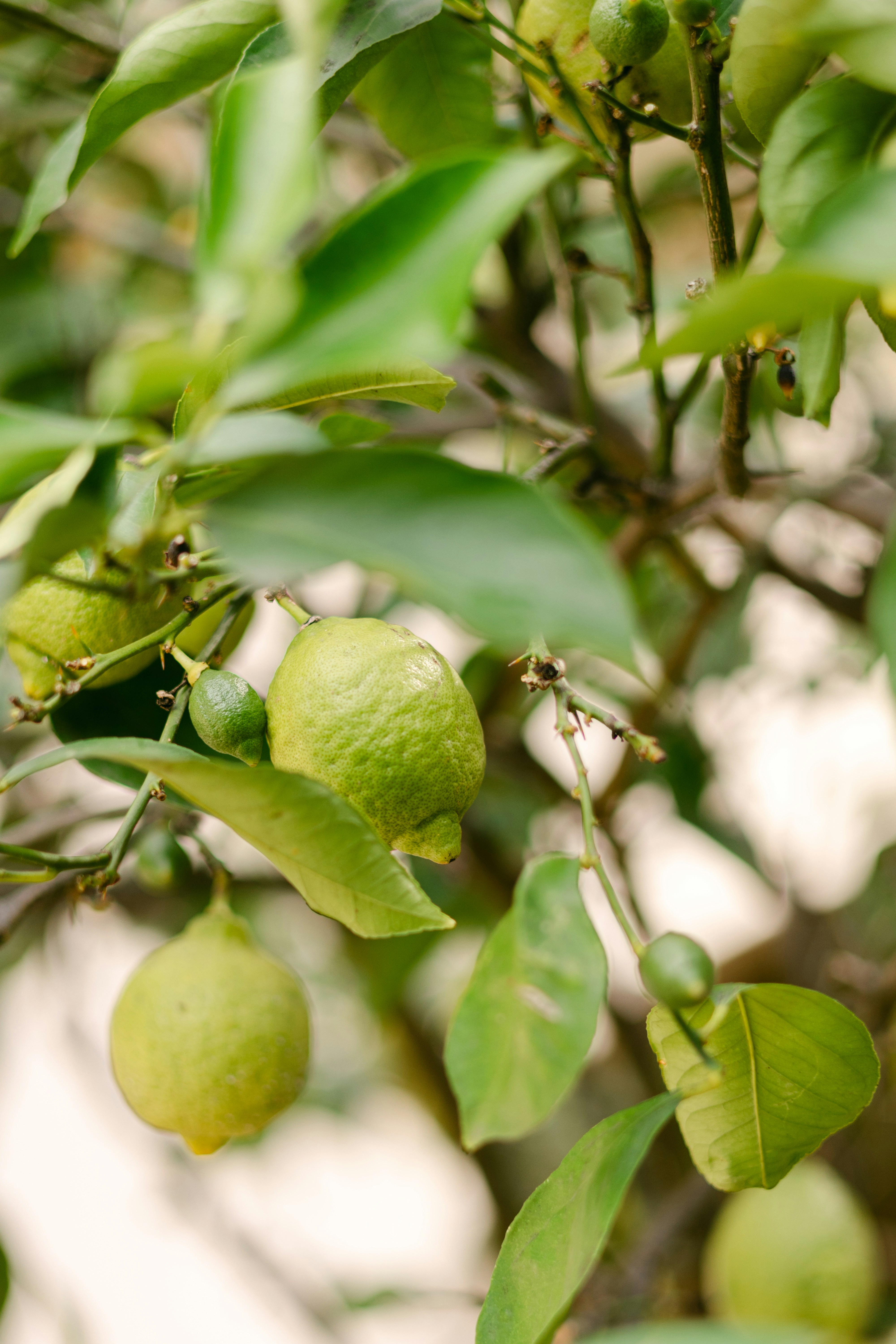 Lemonade on the Branch: A Quiet Harvest in Soft Focus