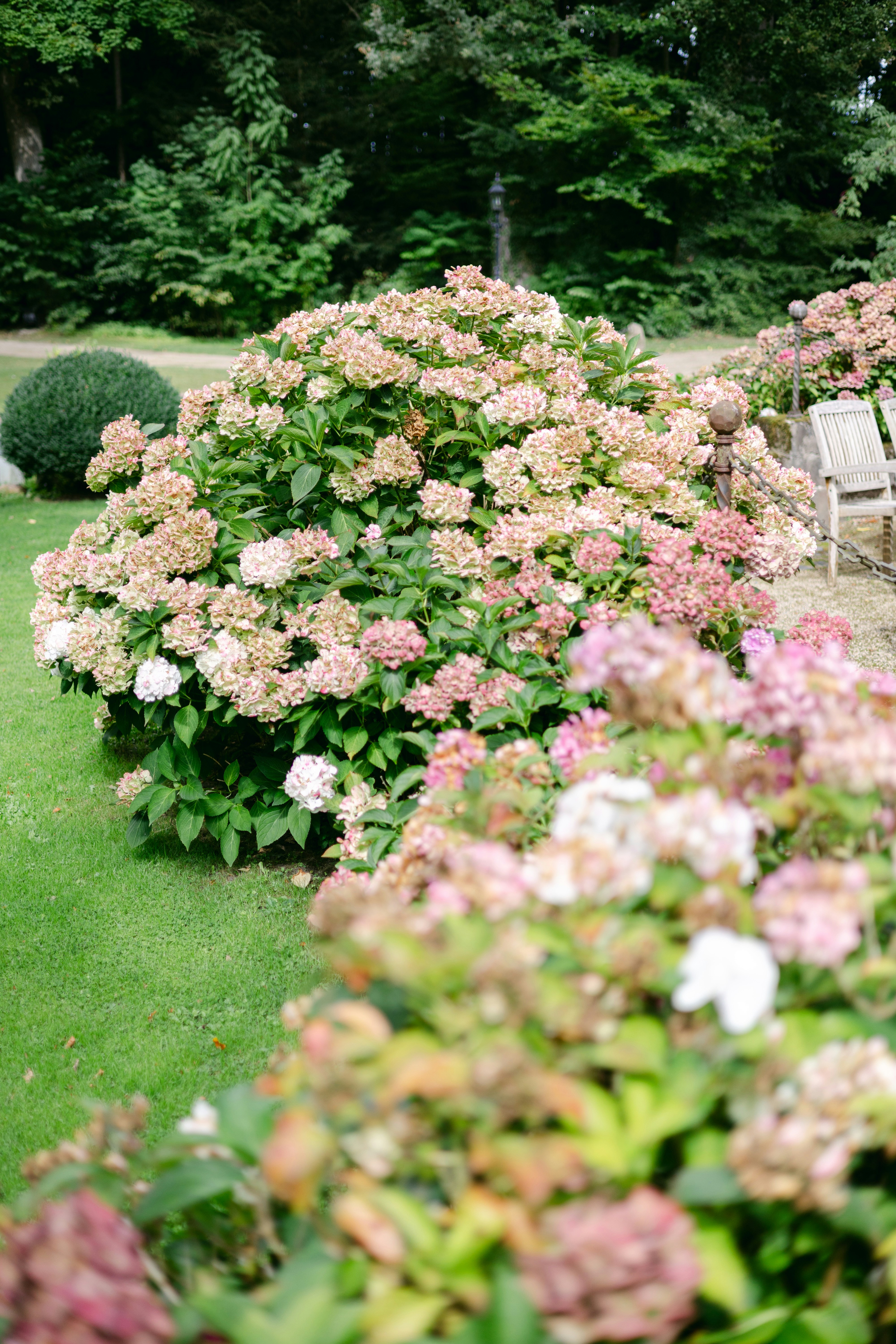 Hydrangea Hillside in Bloom
