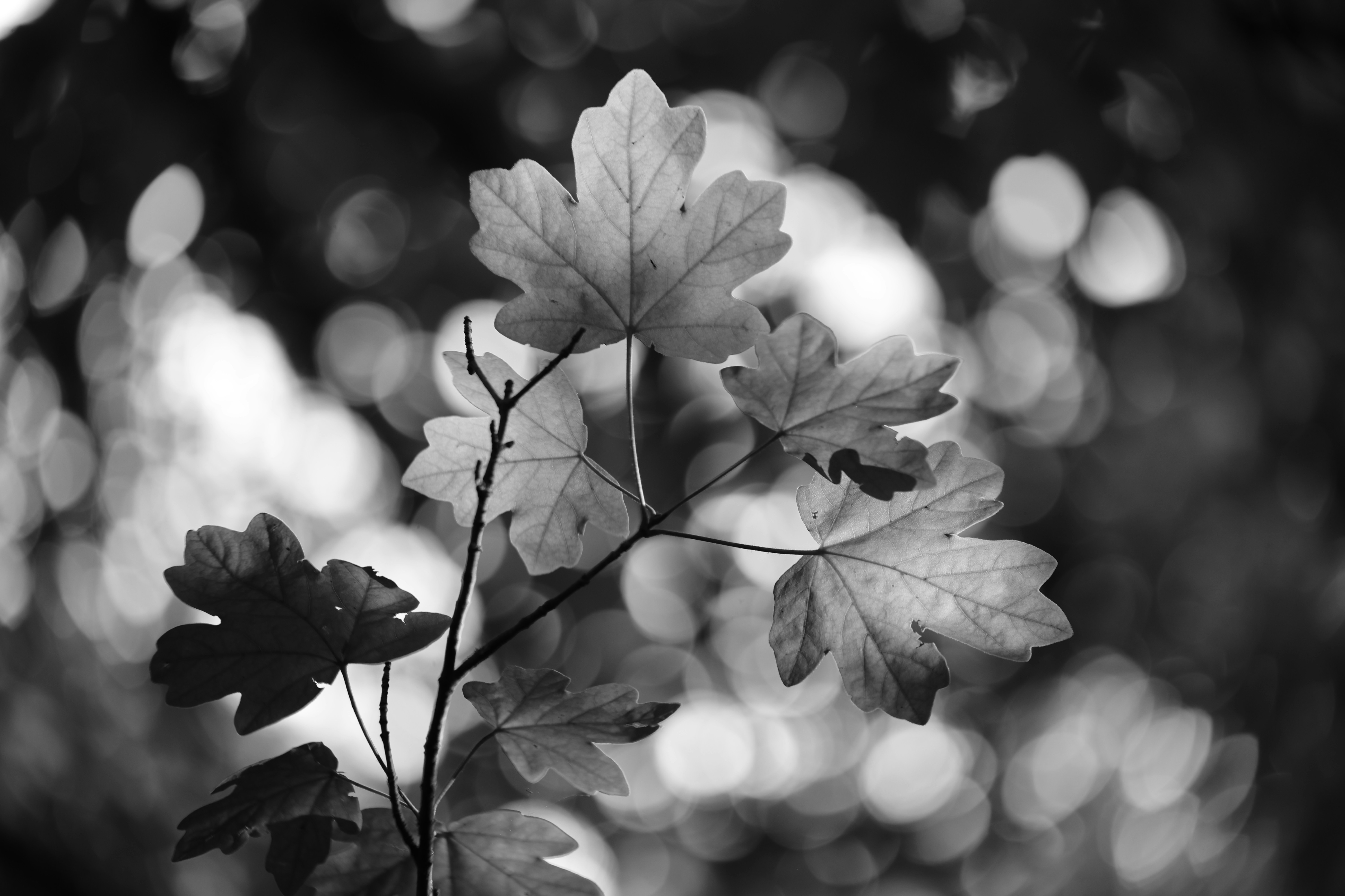 Lace of Leaves: An Ode to Quiet Light